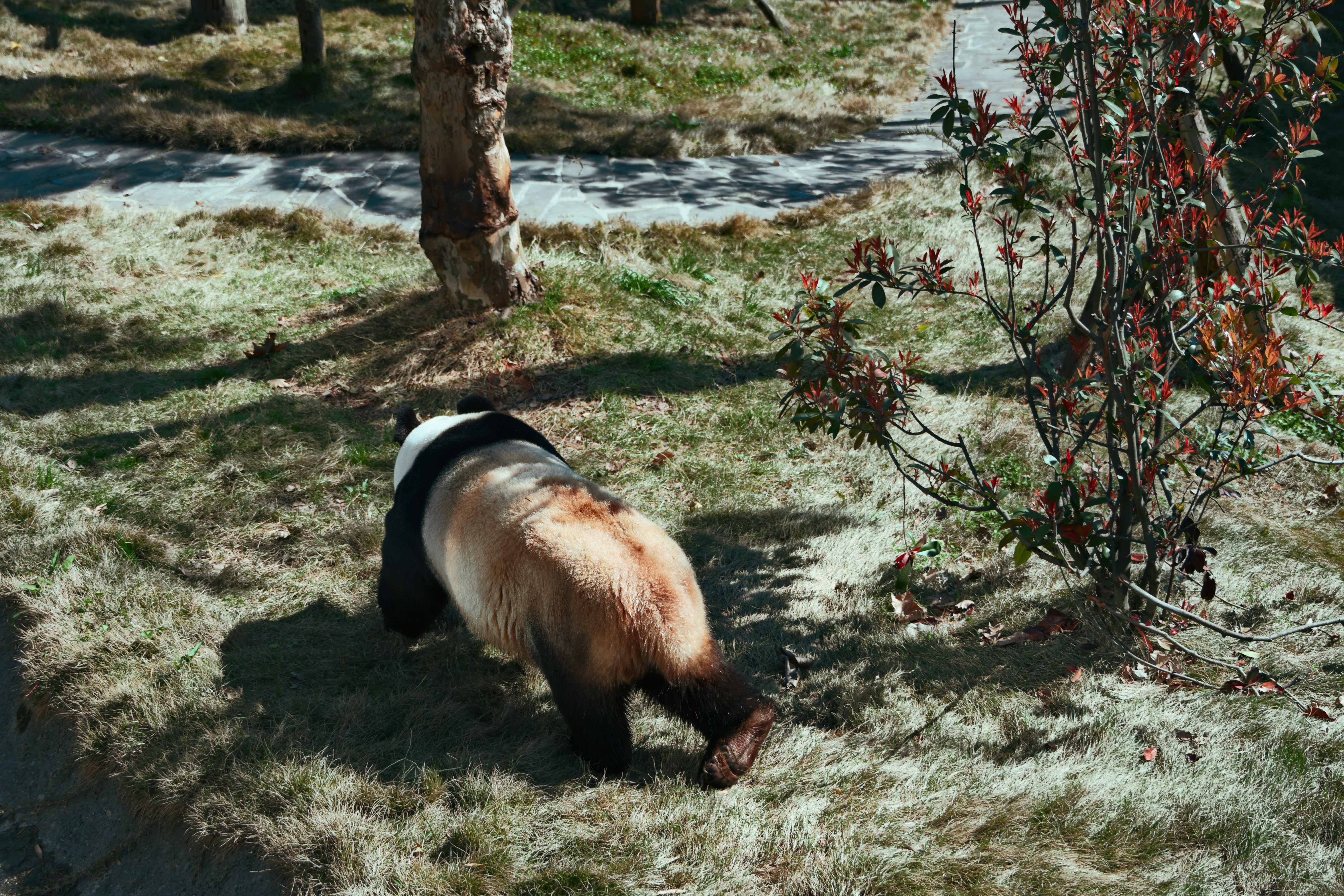 Panda forages through a sunlit patch by the shrub