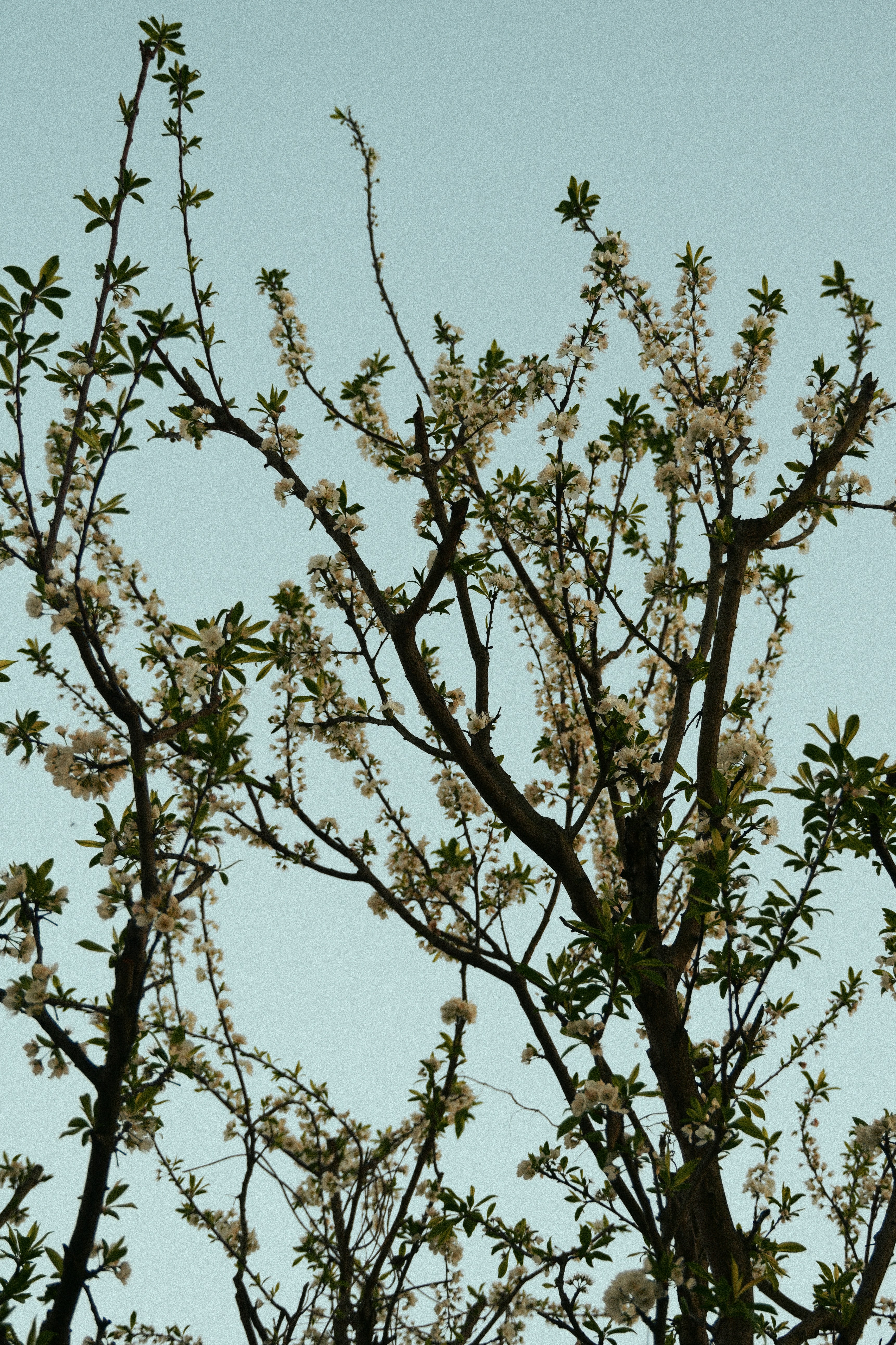 Blossoms Amidst Quiet Sky: A Window into Spring Branches