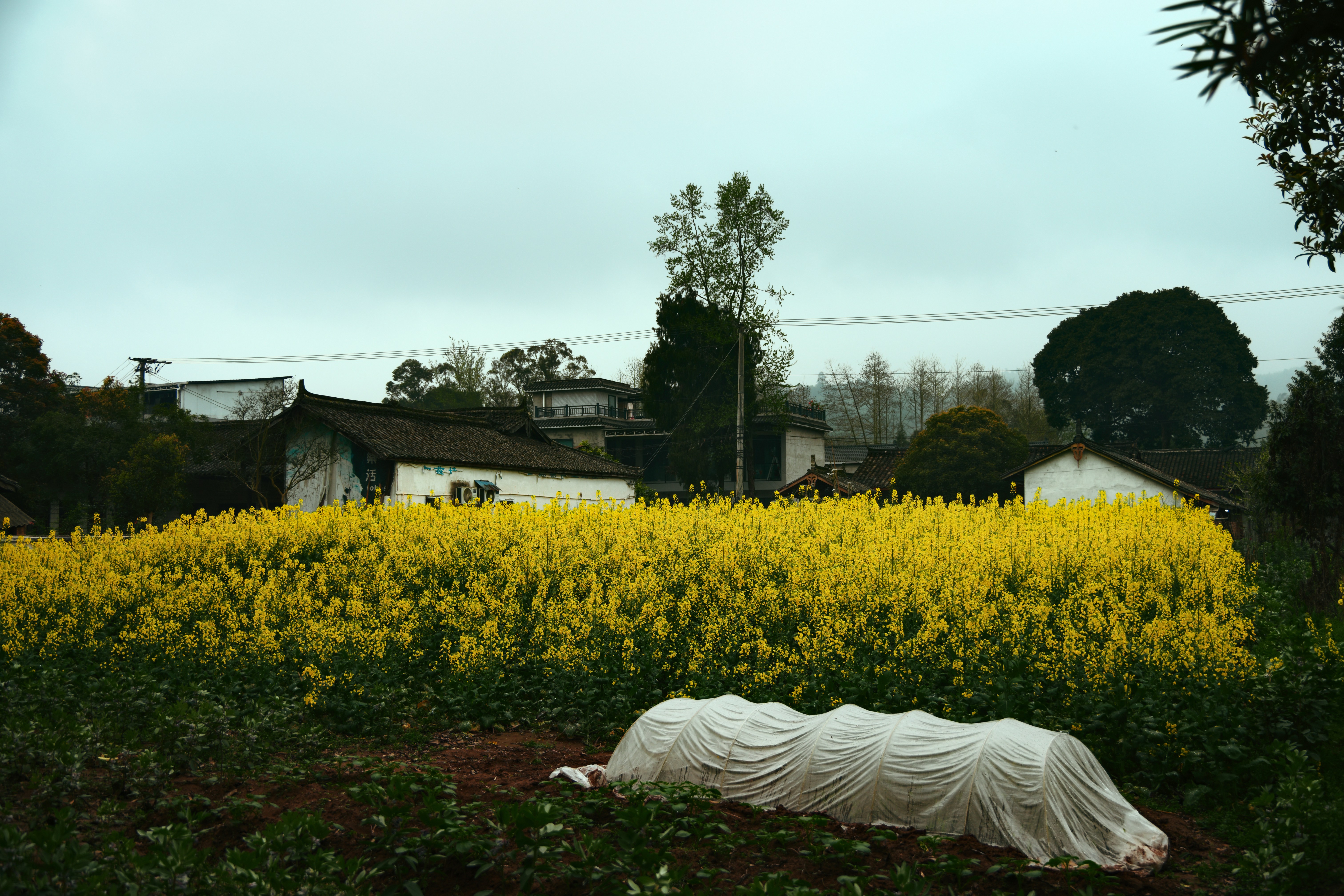 Yellow Sea of Canola Breaching a Quiet Village Field