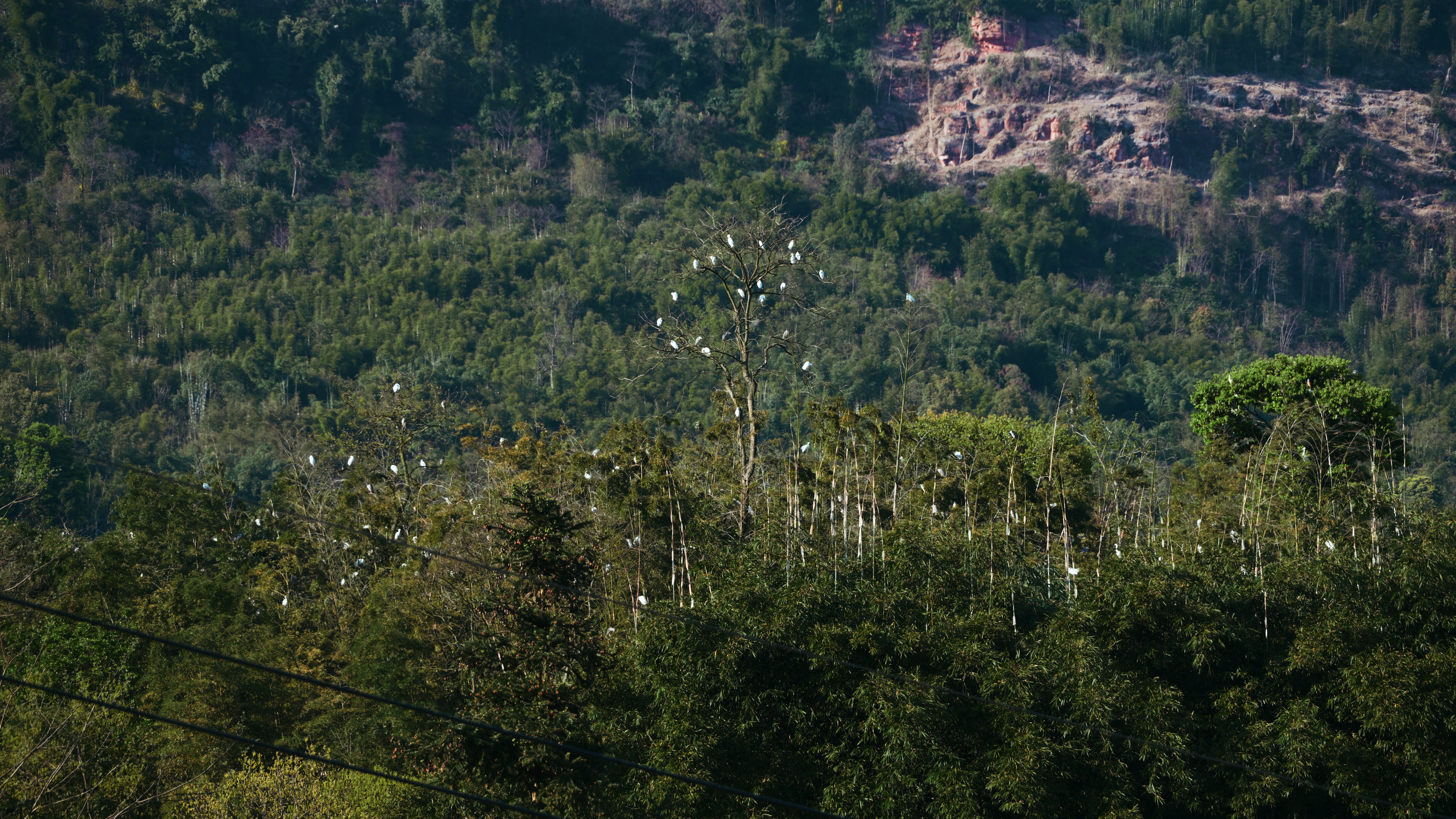 Misty ridge over a dense forest with a distant rocky escarpment