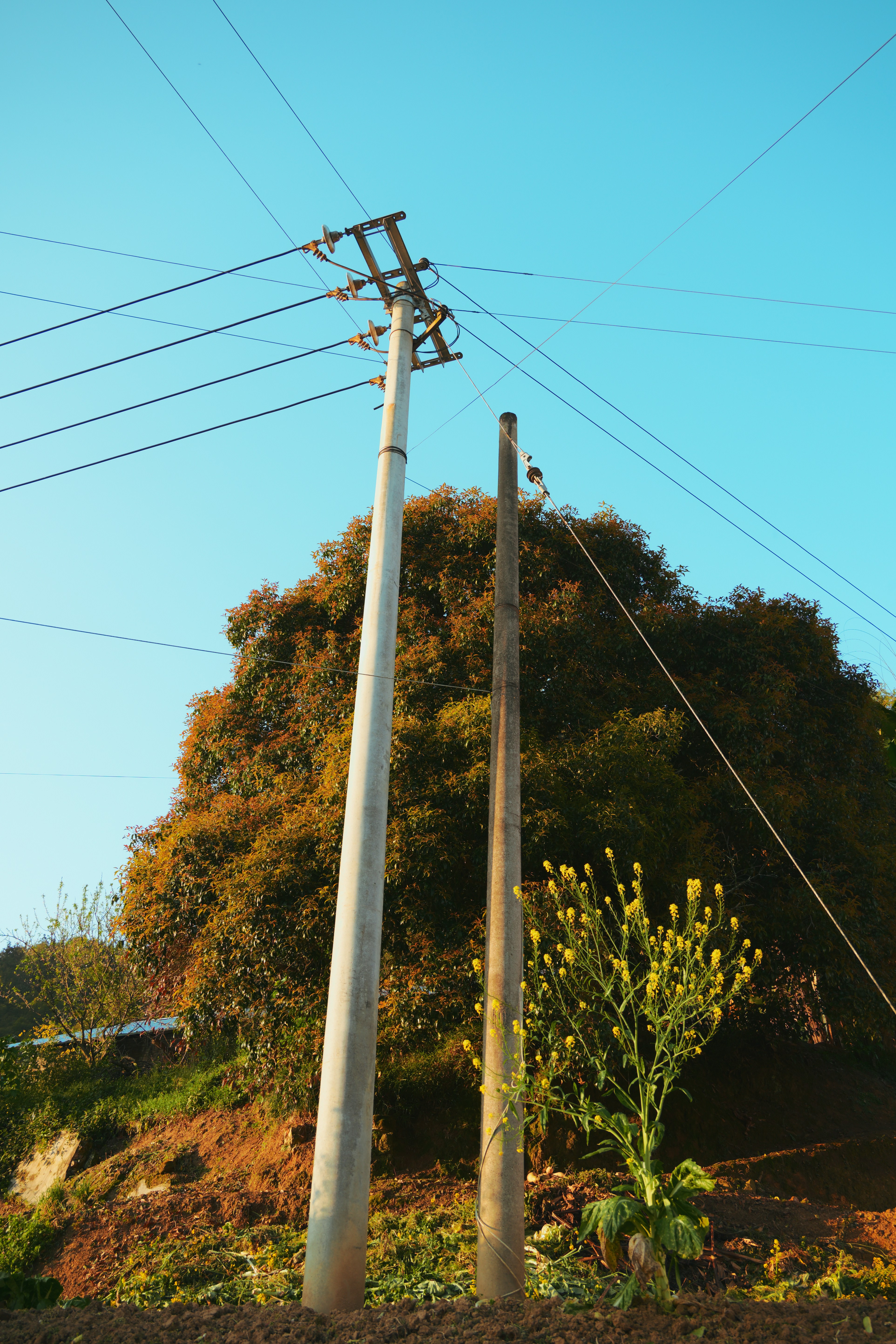 Power Lines and Poles Framing a Quiet Rural Scene