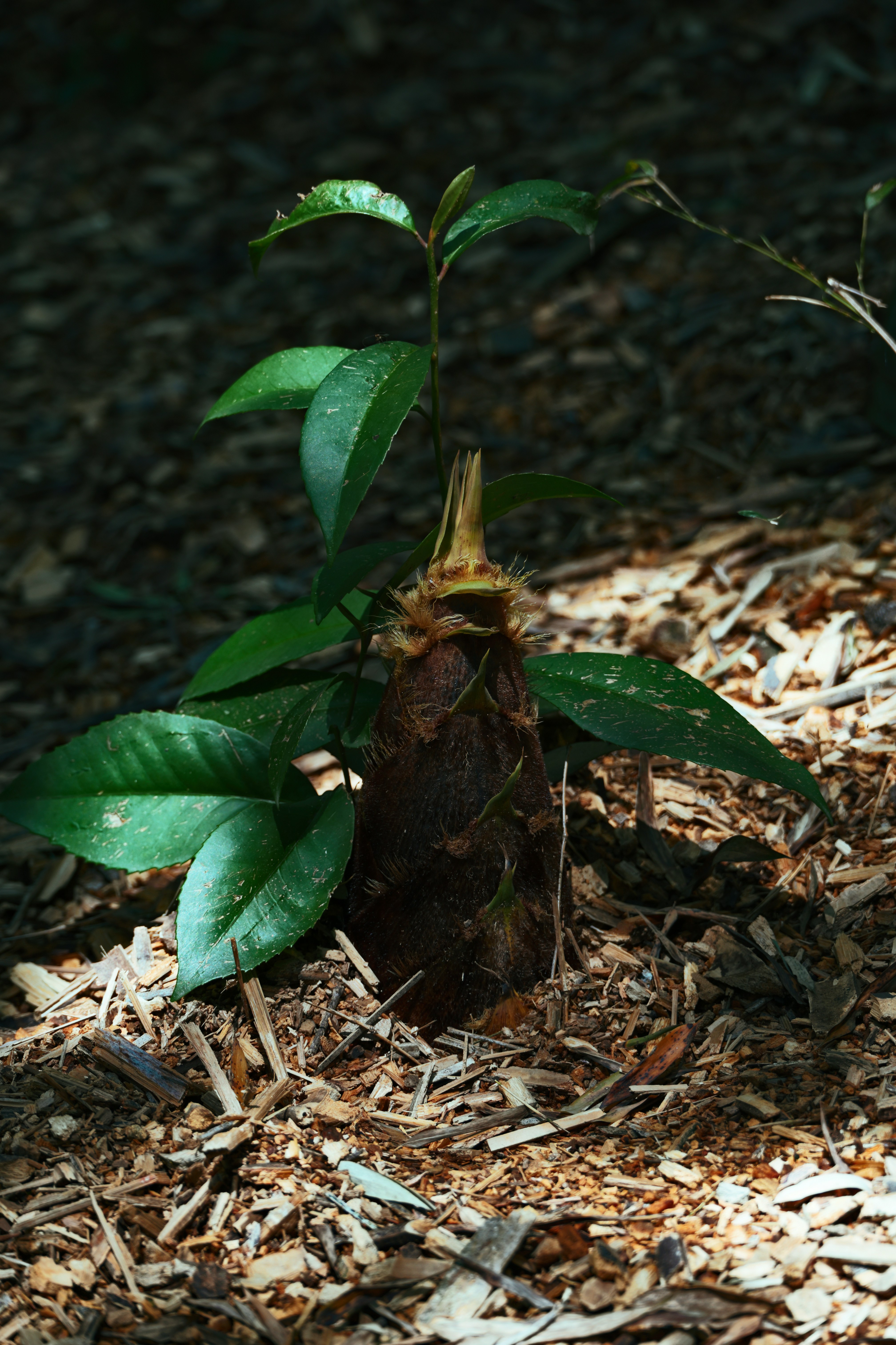 Emerging Sprout: A Fern-Like Companion Surfaces from Mulched Ground
