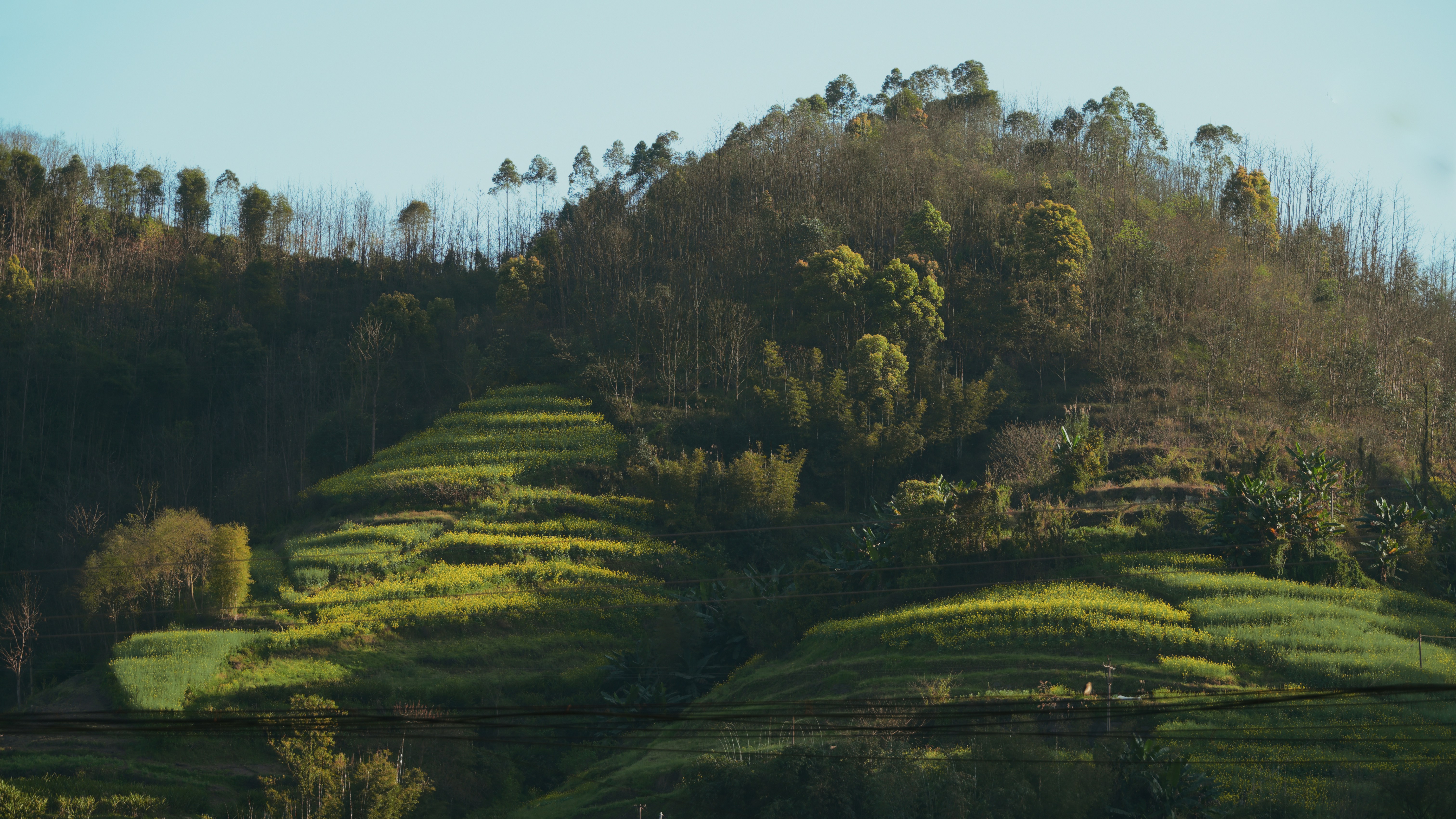 Sunlit Terrace Lines: A Quiet Hilltop Chorus