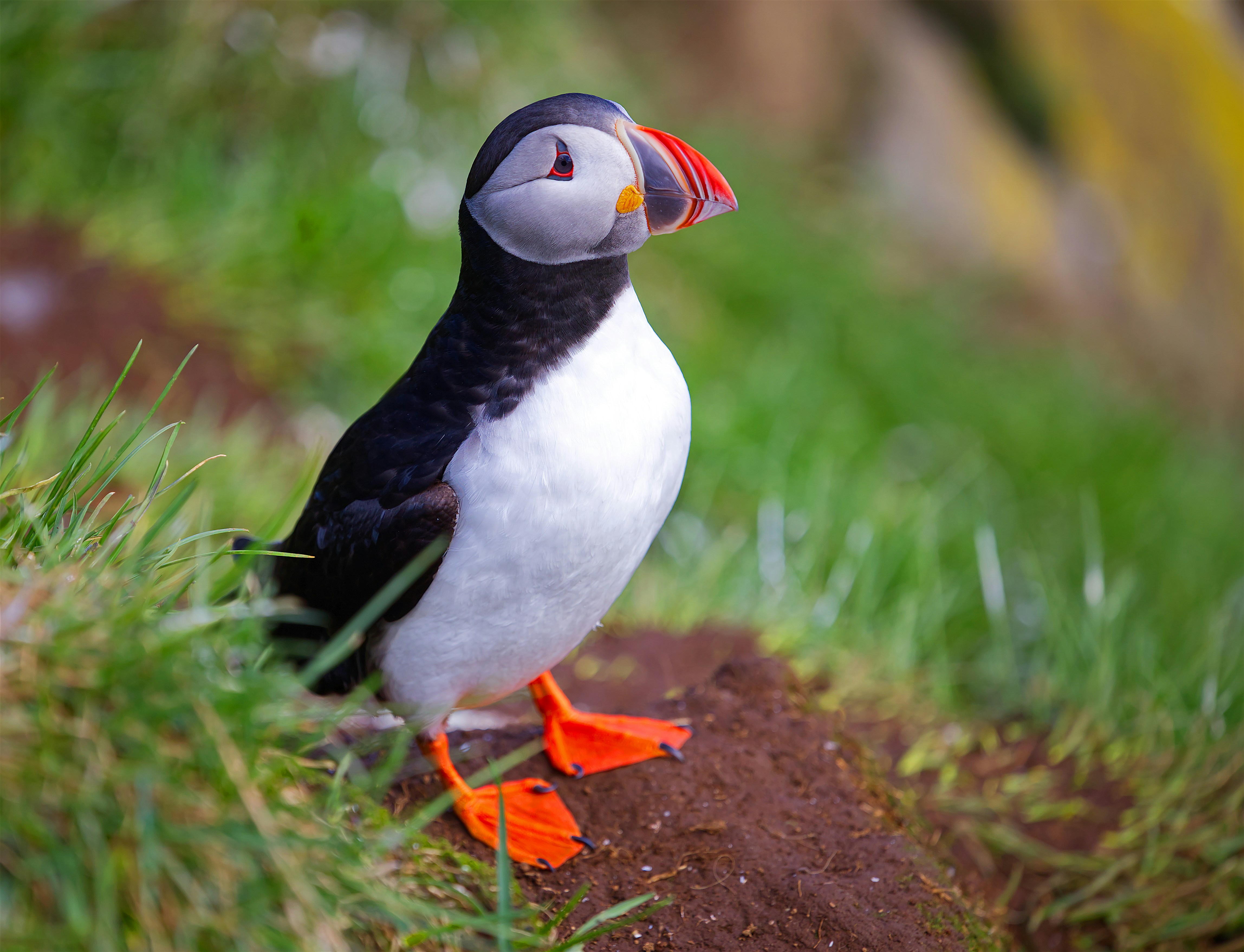 Final Toast of the Clifftop: A Puffin Gazes Out