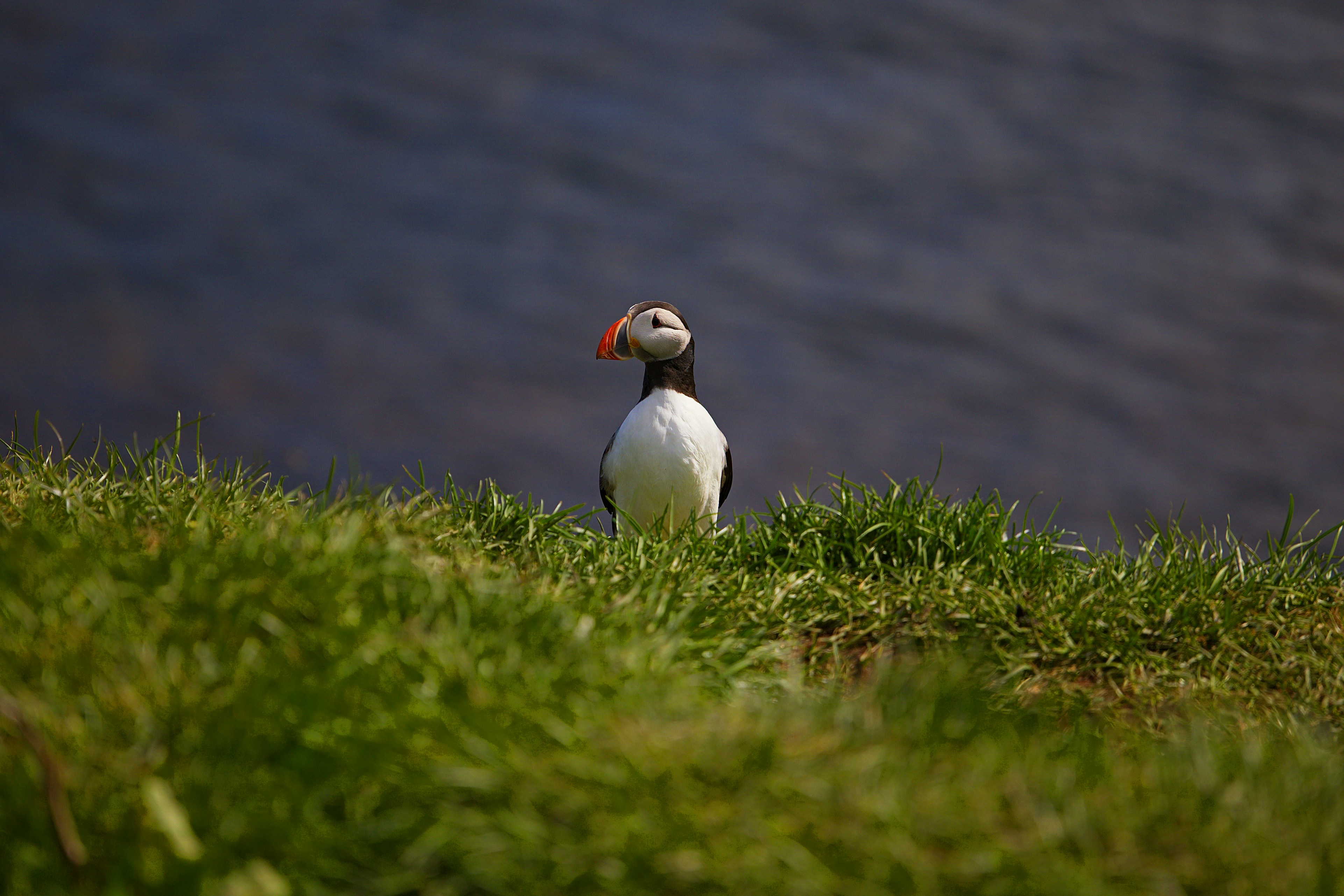  lone Atlantic puffin on grassy cliff edge with blurred sea backdrop