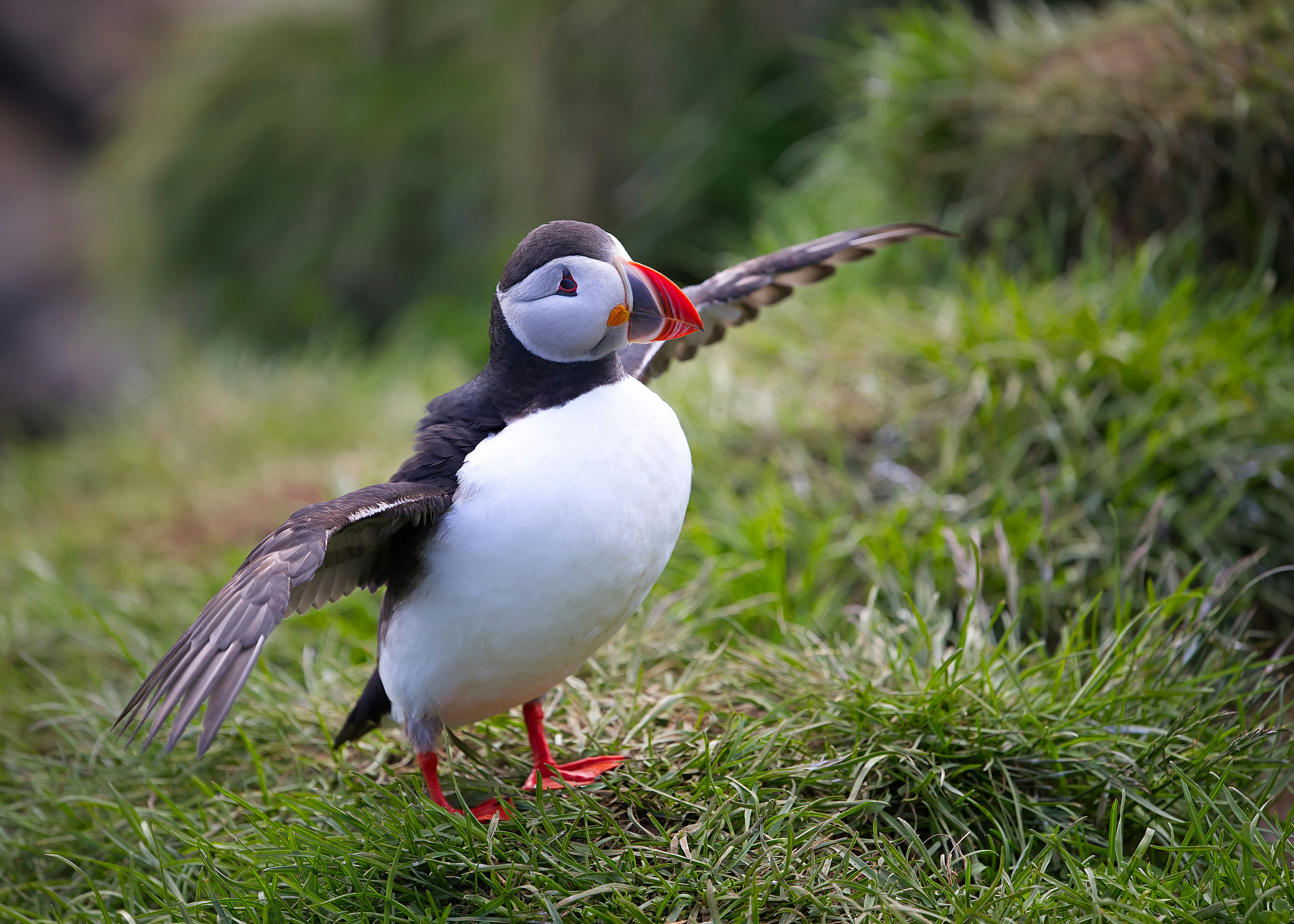 Atlantic Puffin Stretch: A Windward Pause on Grassy Edge