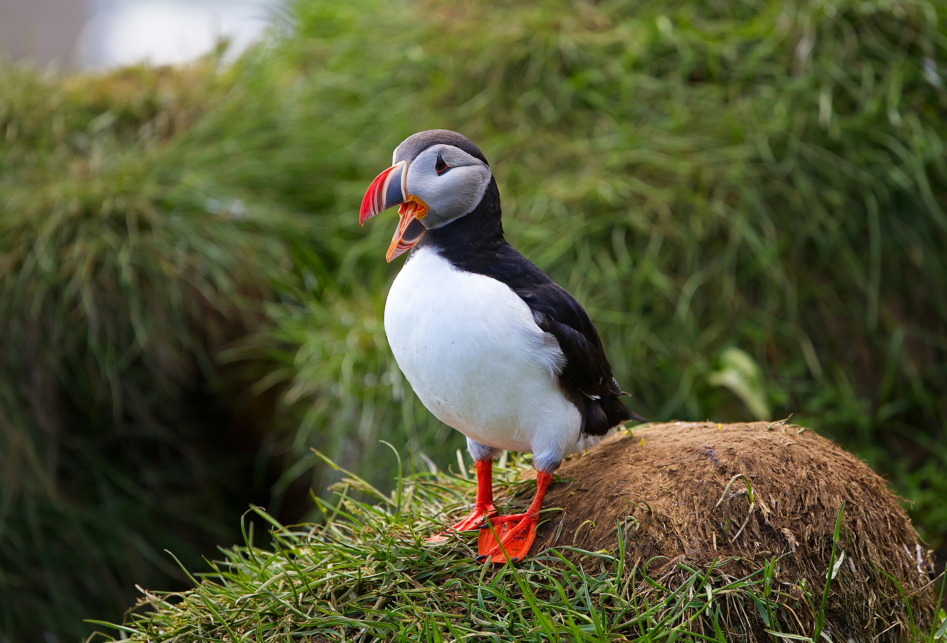 Atlantic Puffin on a grassy mound with beak open in a coastal meadow