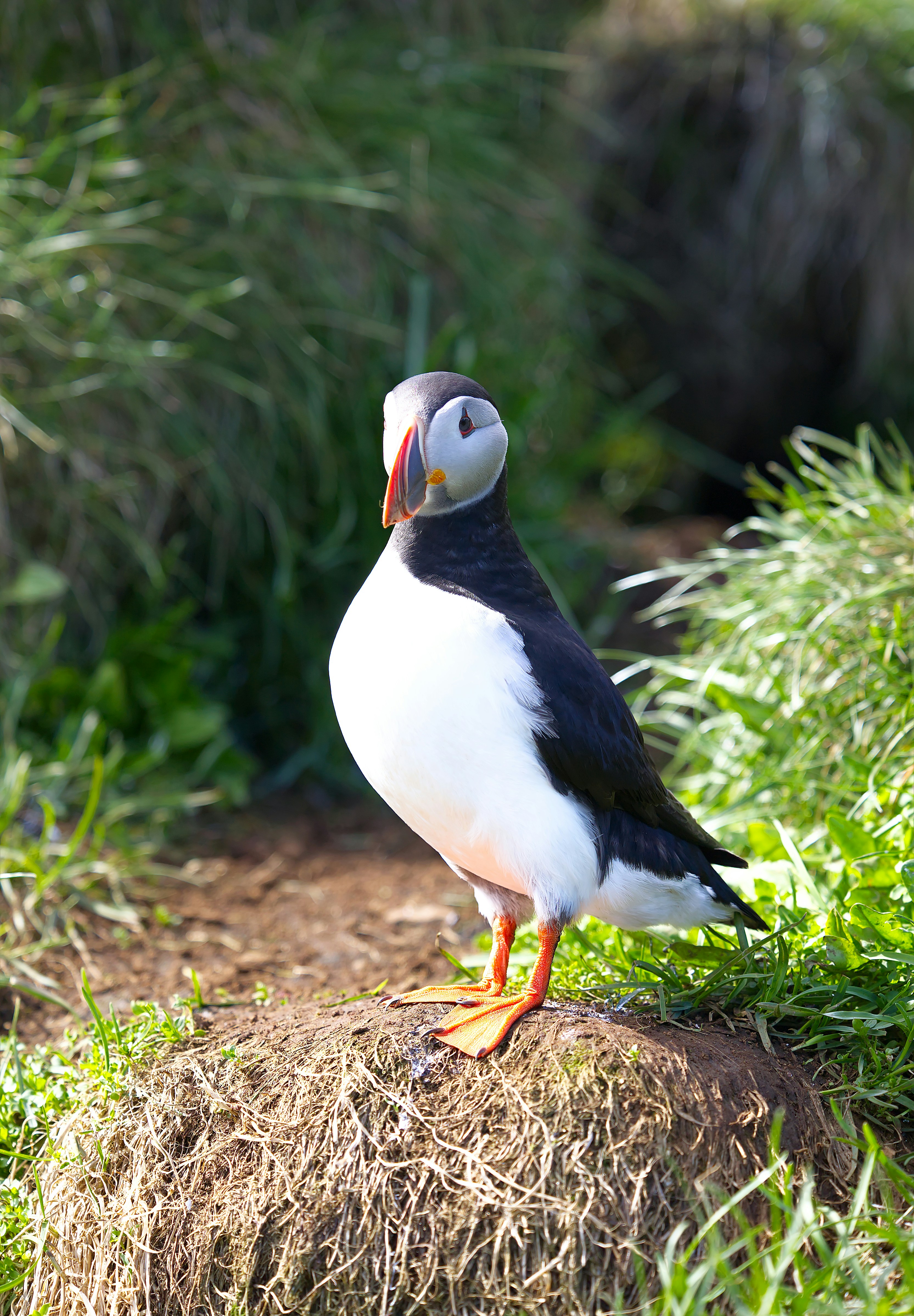 Atlantic Stilt-Stander: Puffin atop a grassy cliff edge