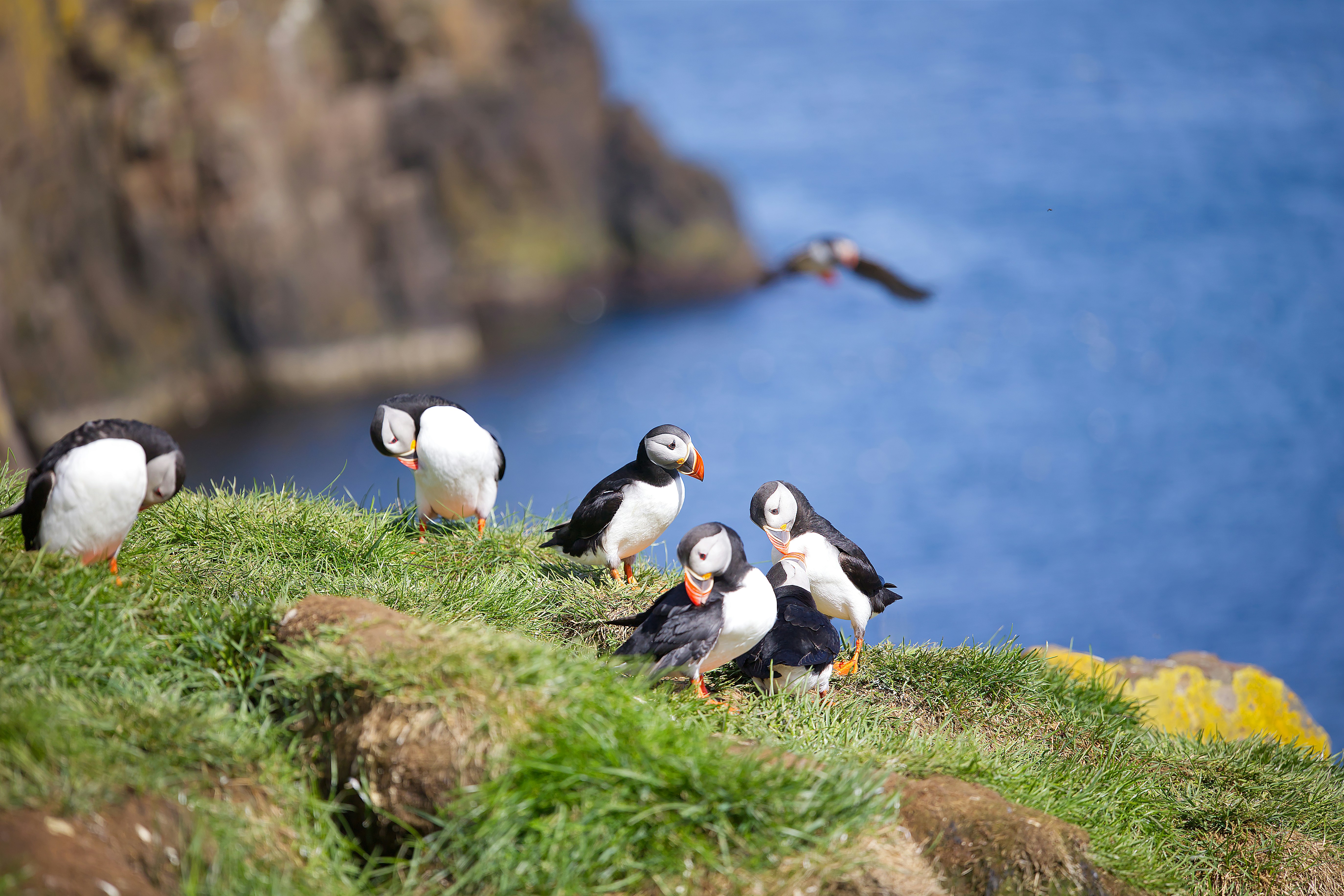 Cliffside Puffins: A Casual Congregation at Dusk