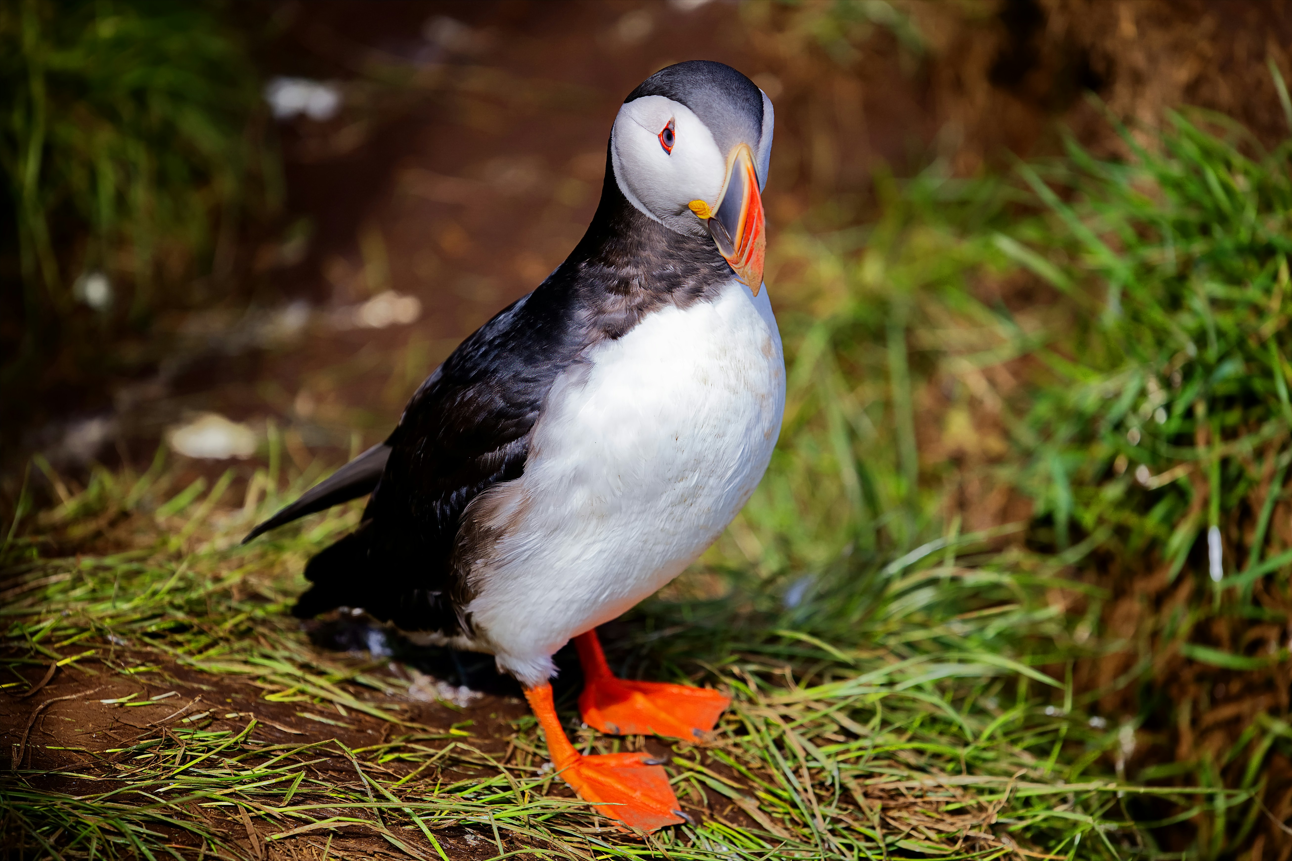 Atlantic Puffin Portrait: Stance on Orange Feet Amid Coastal Grass