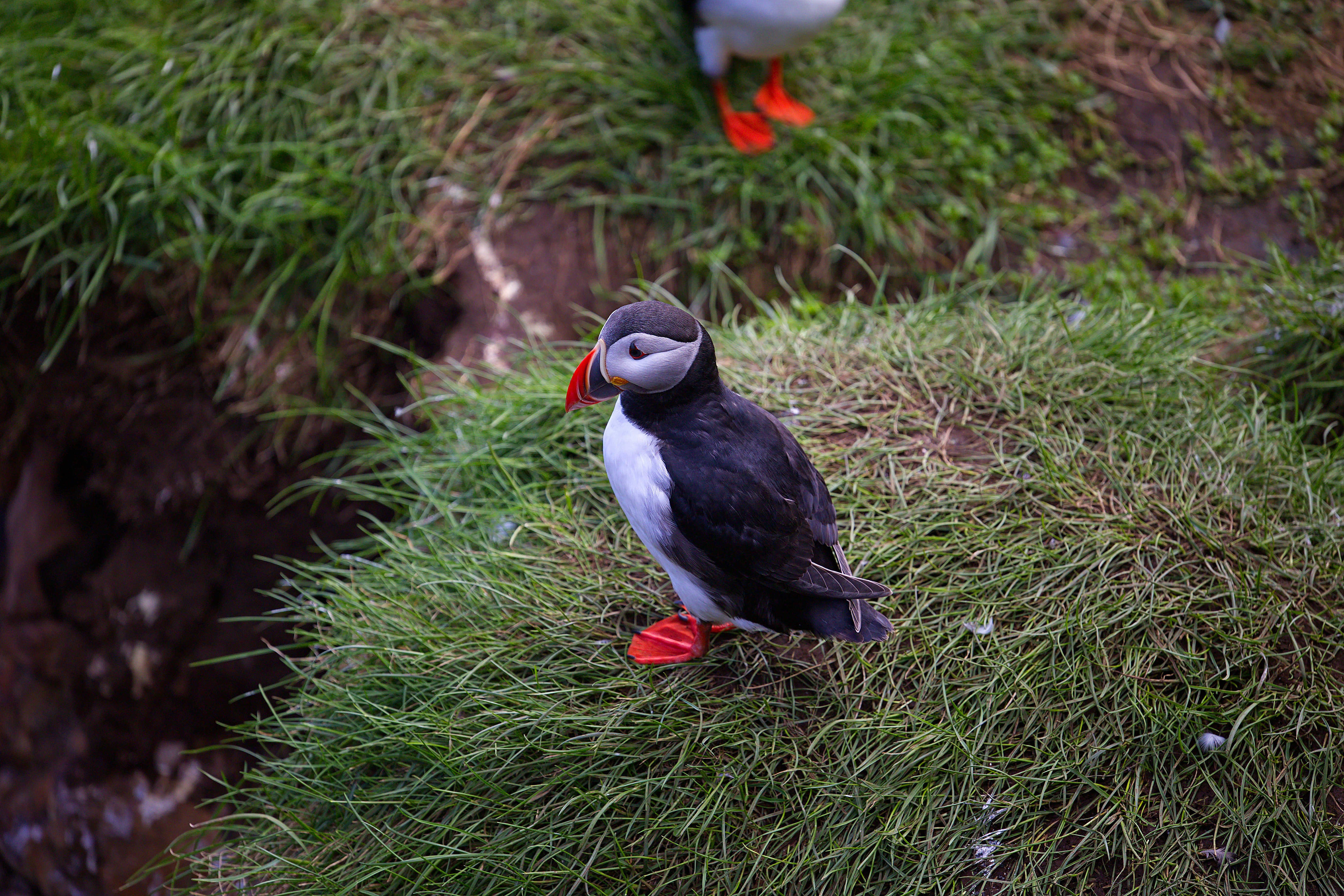 Perched Puffin on a grassy ledge