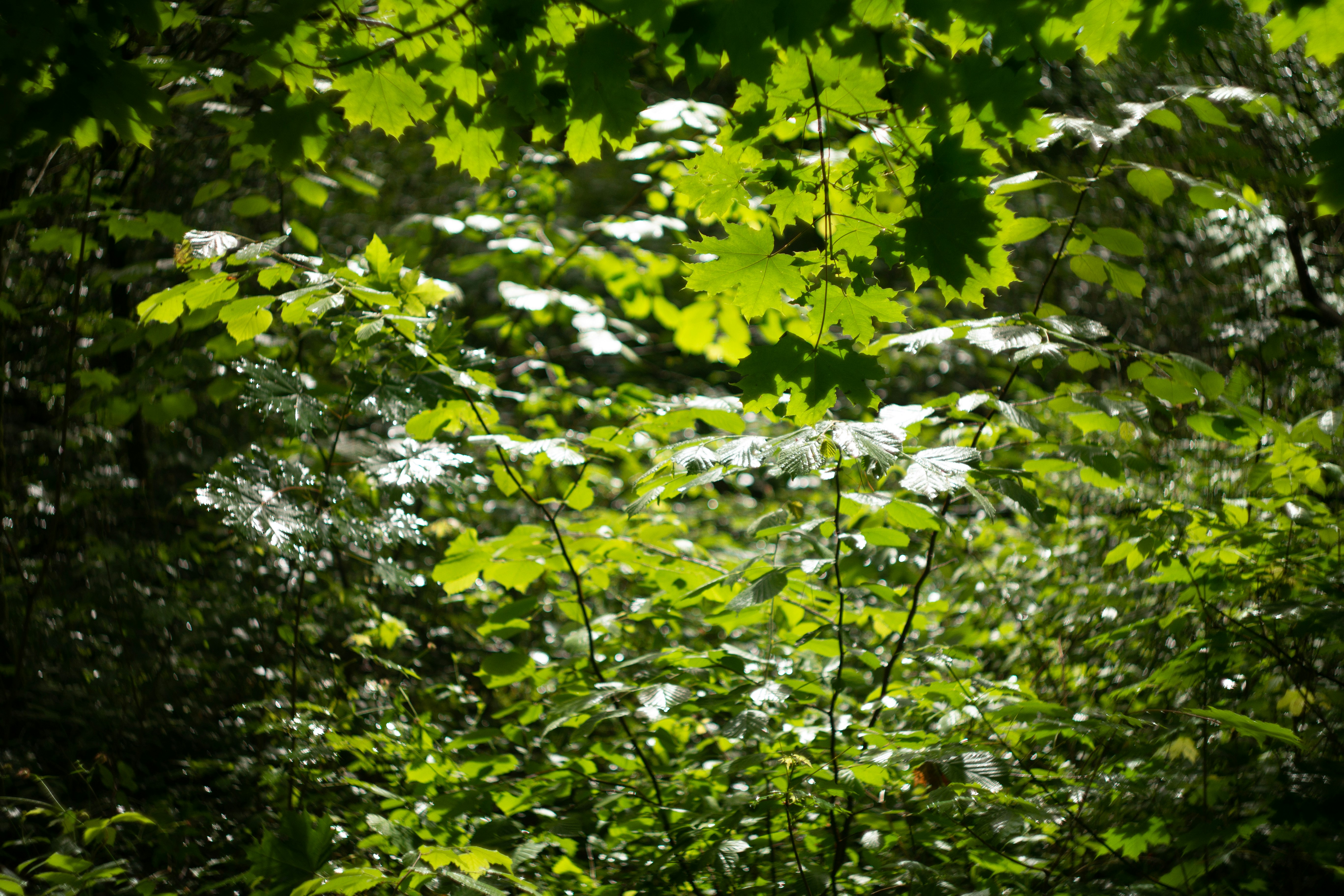 Lens: Helios 44-3