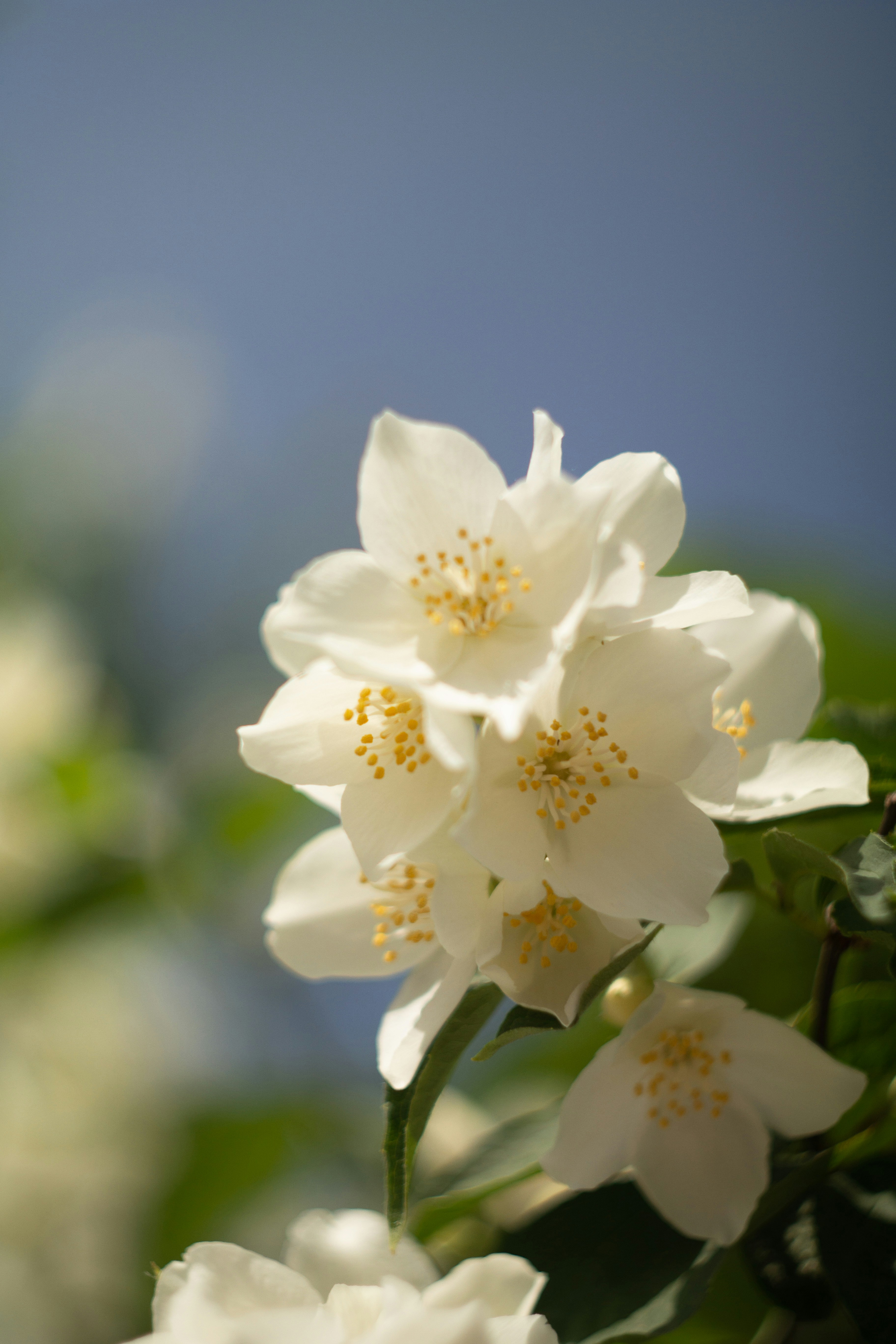 Lens: Helios 44-3