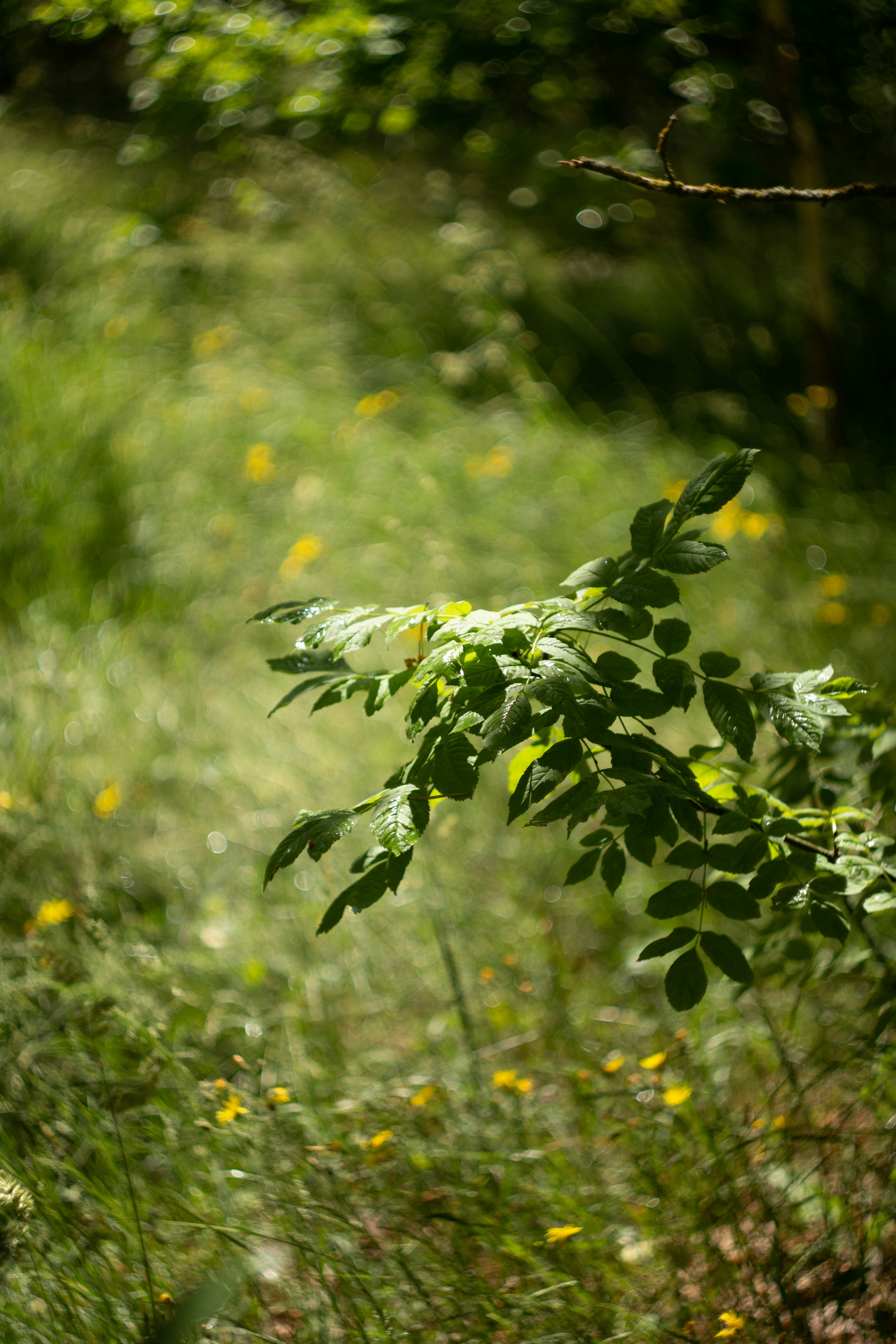 Sunlit Leaves: A Quiet Moment in the Meadow