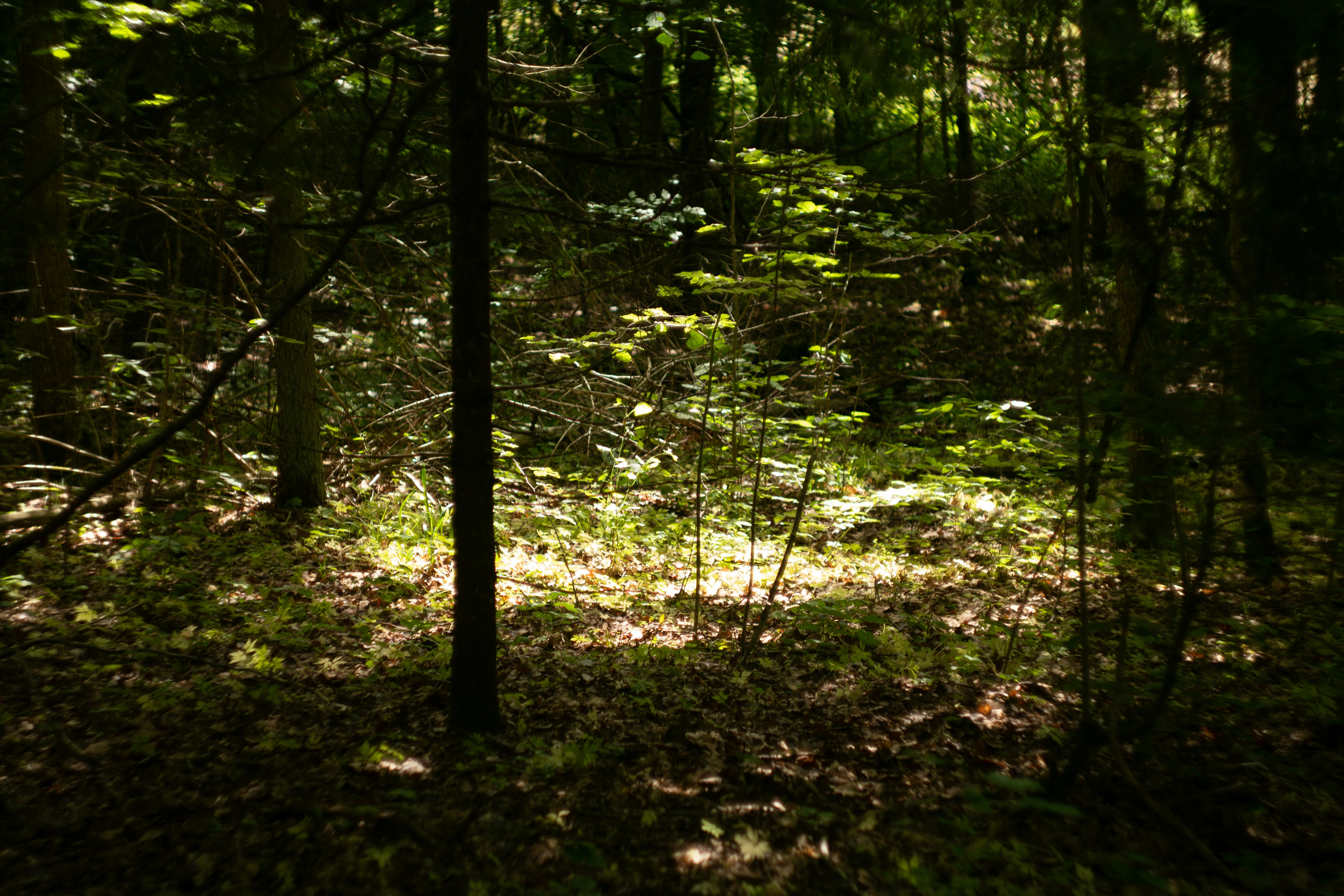 Sunlit Clearing in a Quiet Woodland