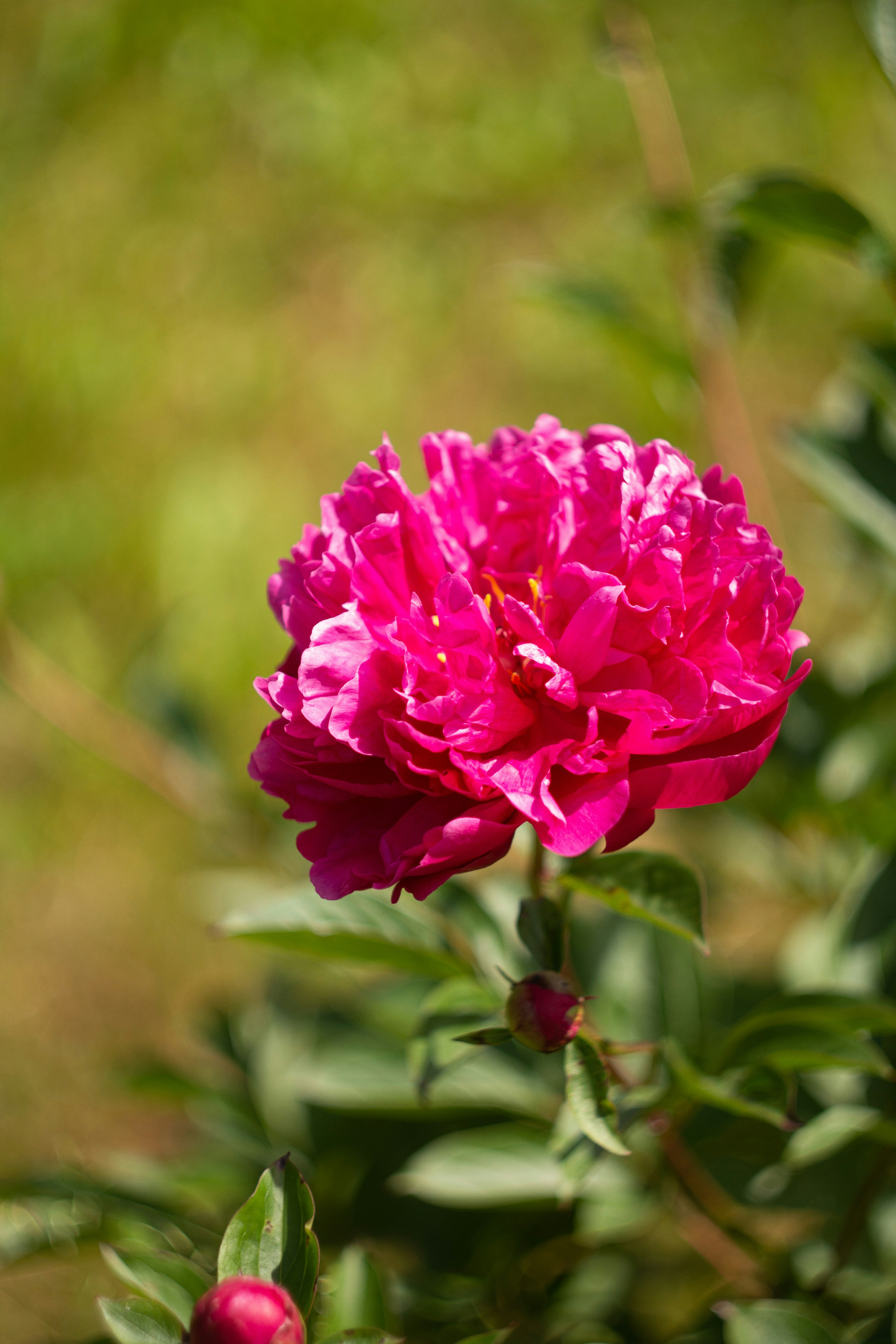 Crimson Peony in Sunlit Garden