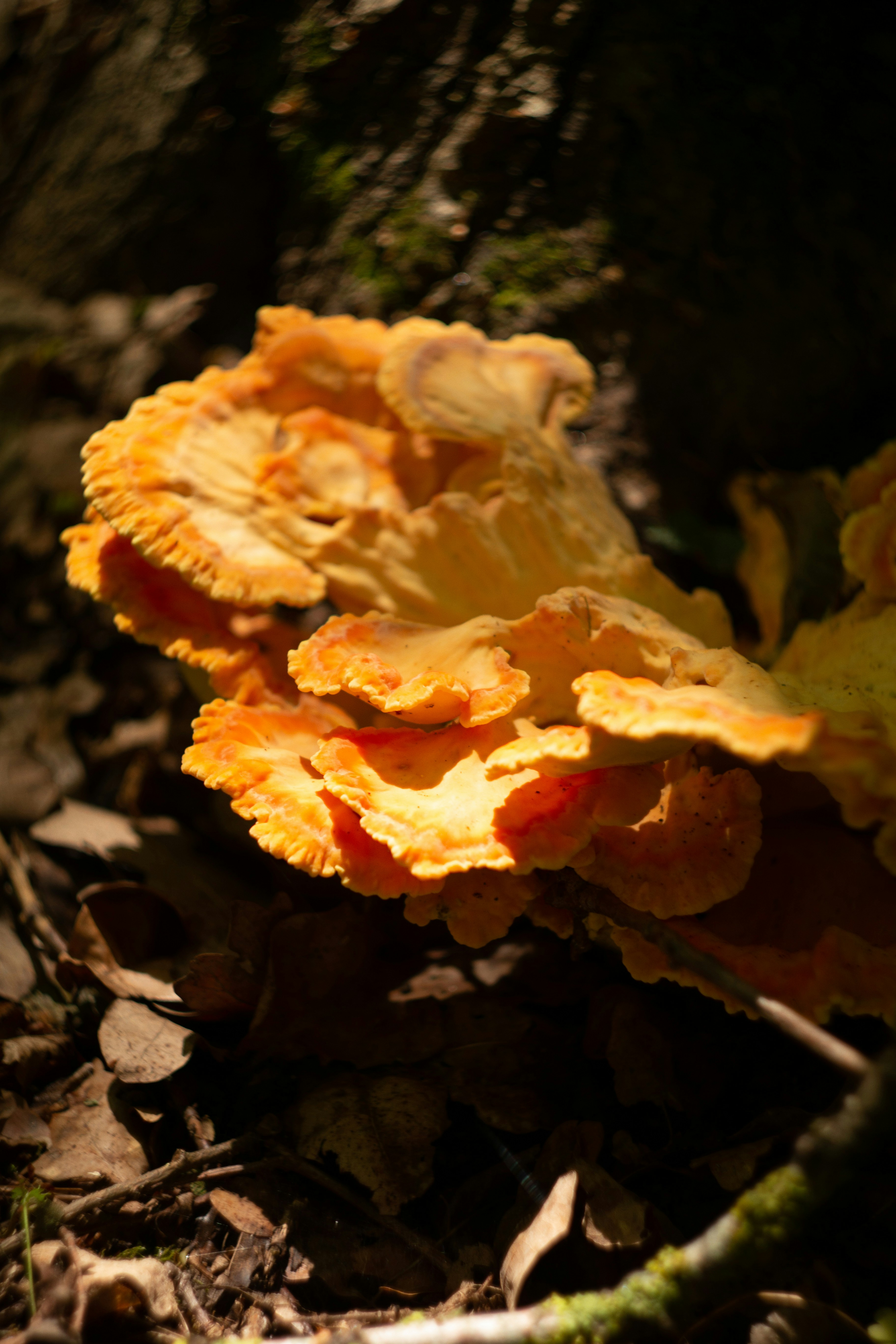 Golden Torches in Shadow: A Close-Up of Autumn Fungus