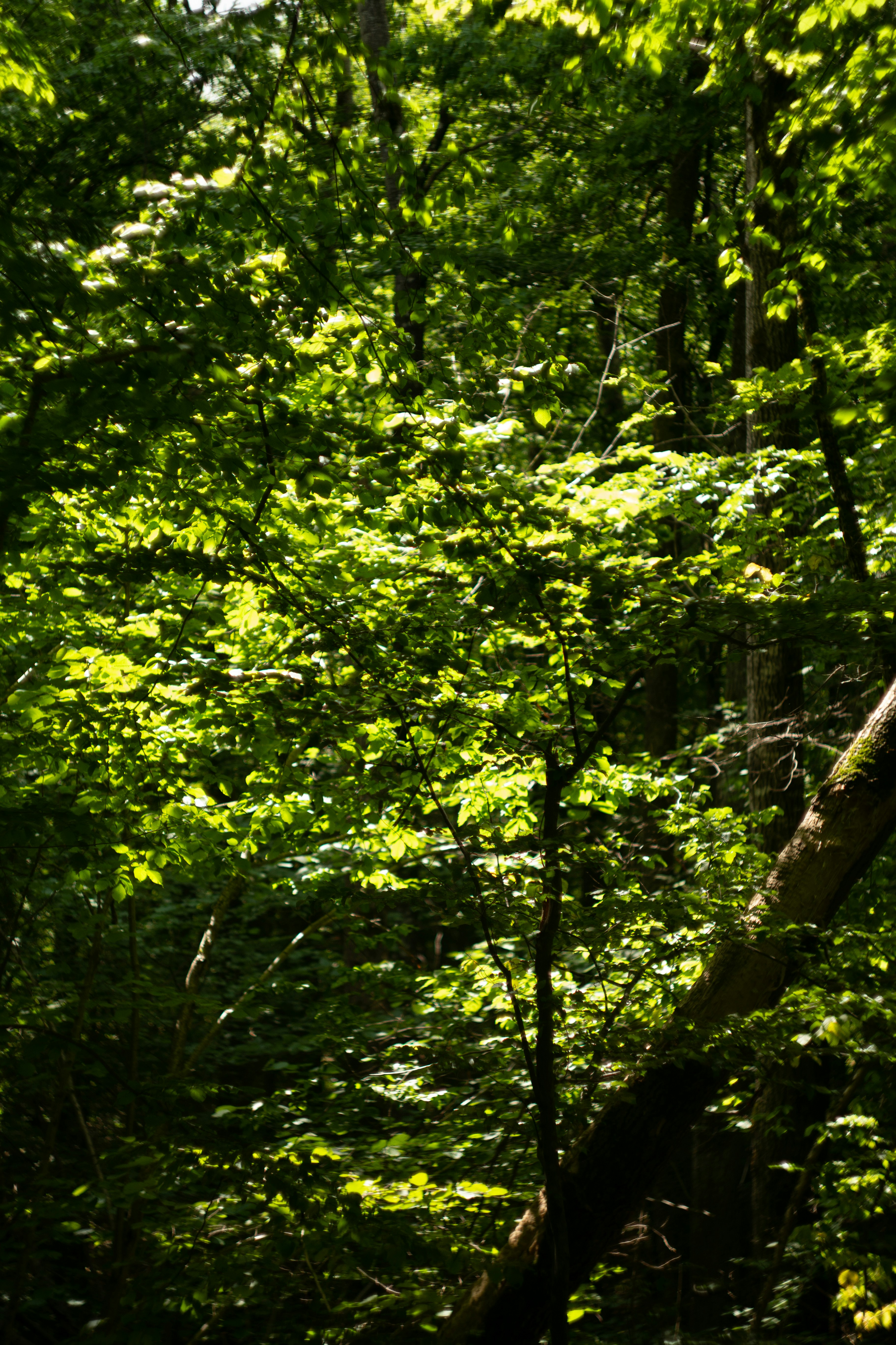 Sunlit Canopy: A Tangle of Green in a Quiet Forest