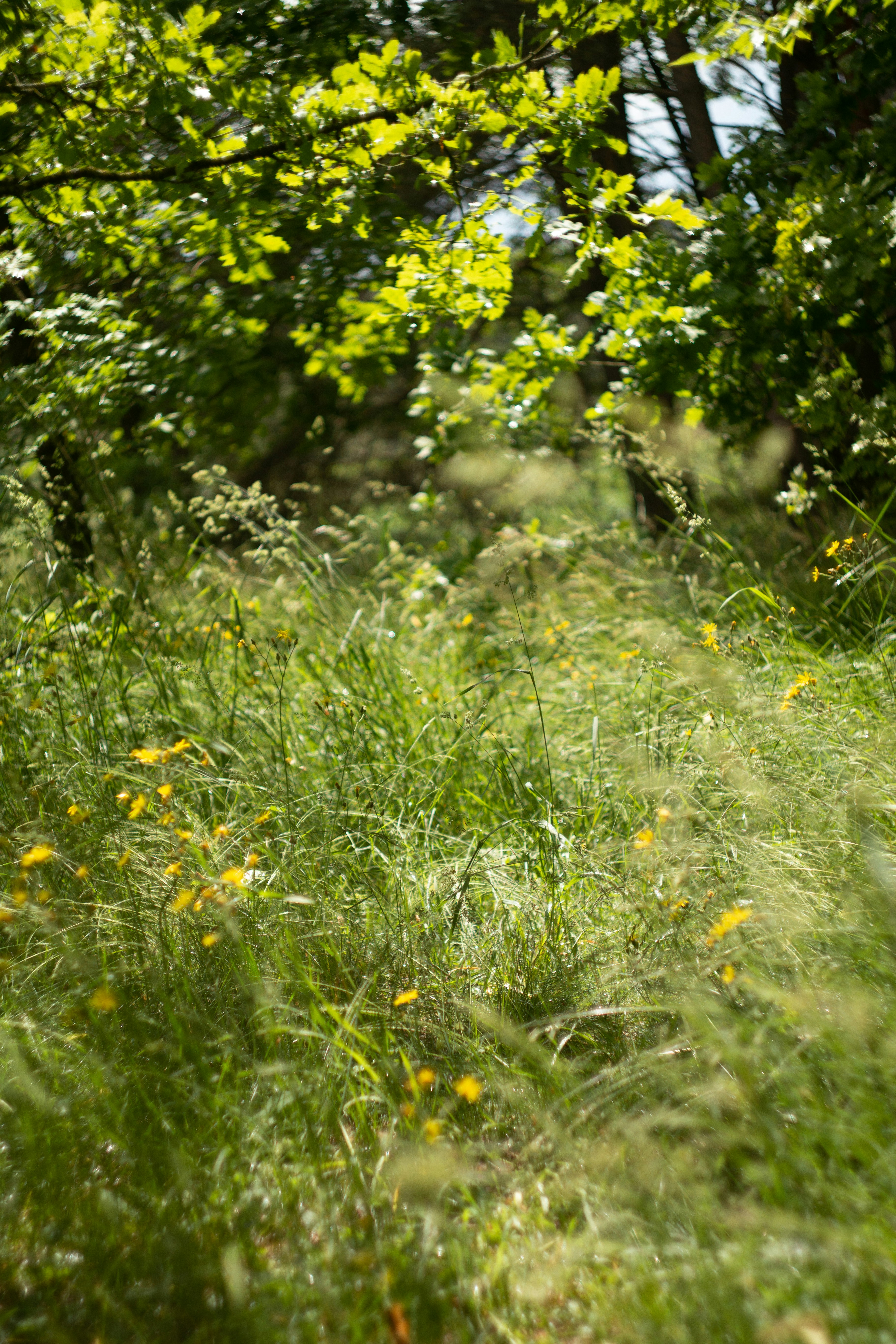 Sunlit Meadow Glow: Quiet Yellow Blooms Amid Tall Grass