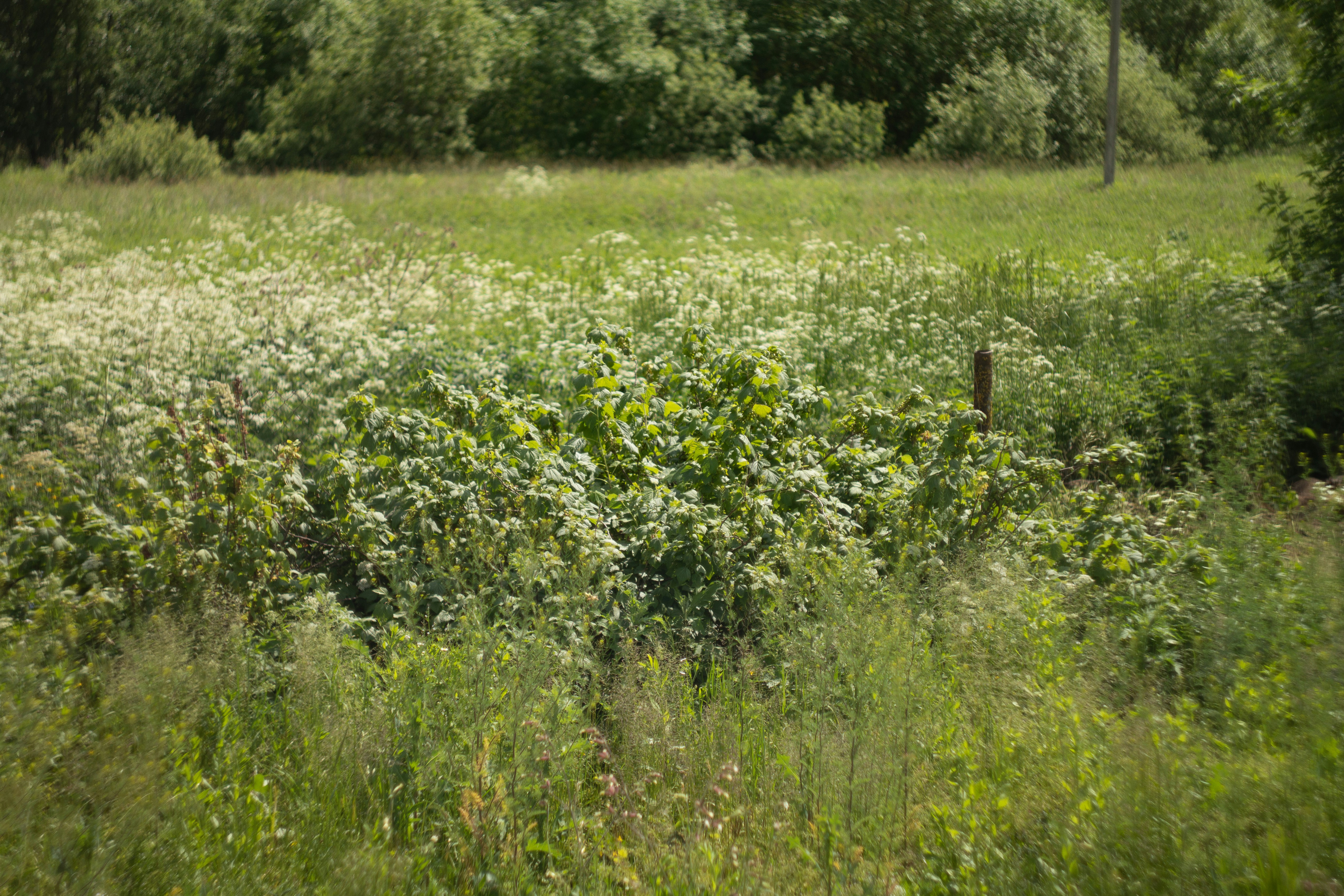 Lens: Helios 44-3