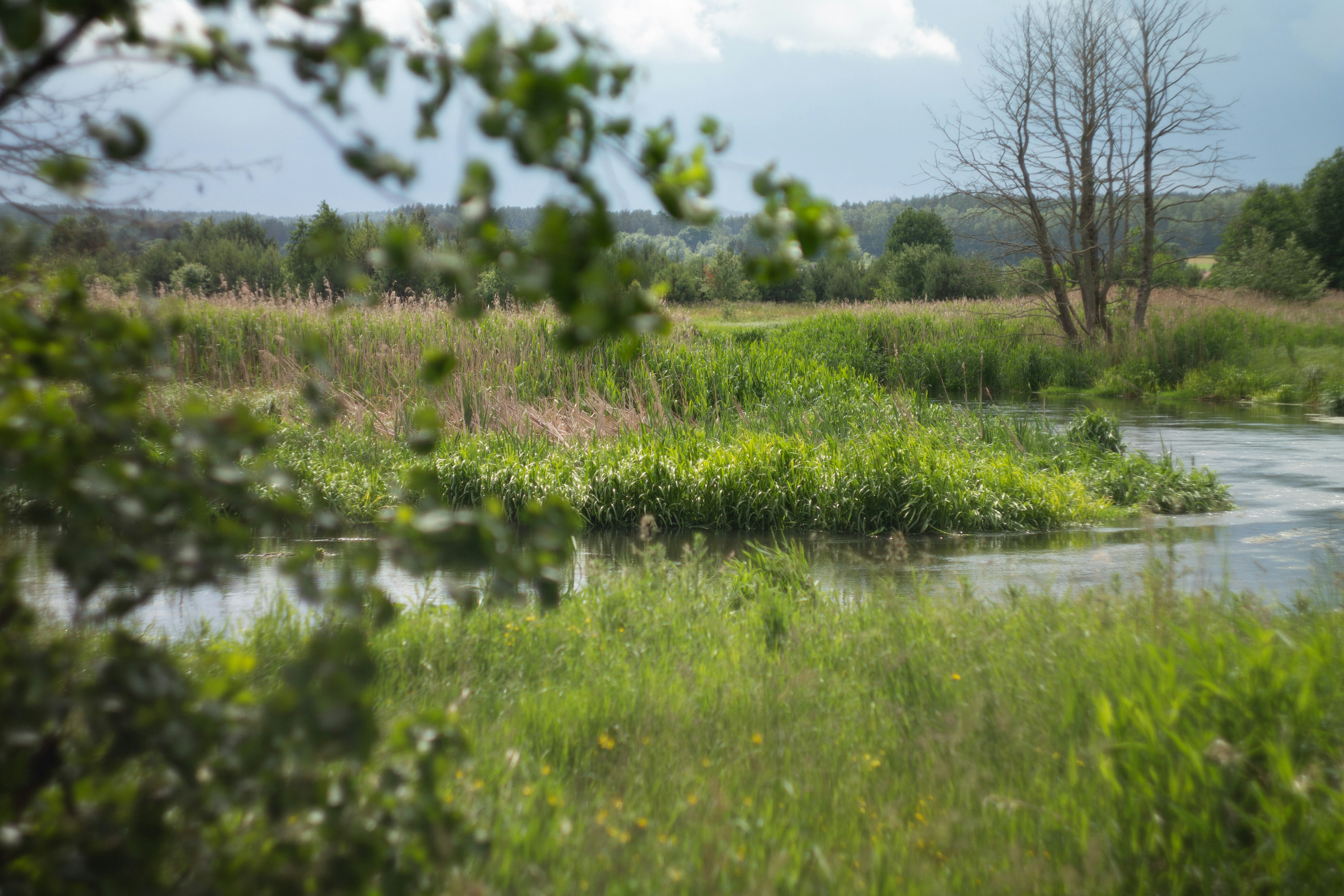Quiet Wetland Vista with Reeds and Distant Trees
