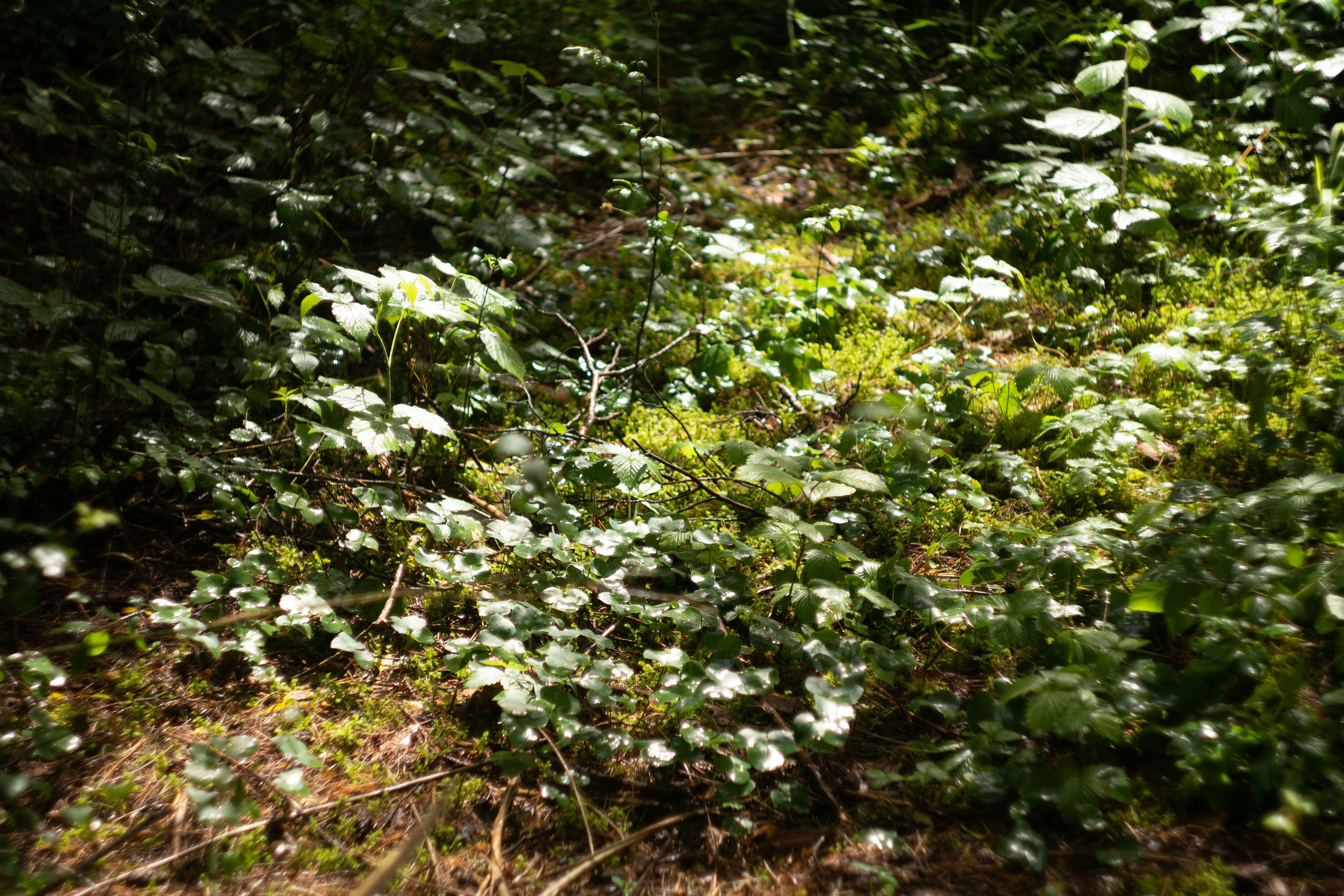 Lens: Helios 44-3