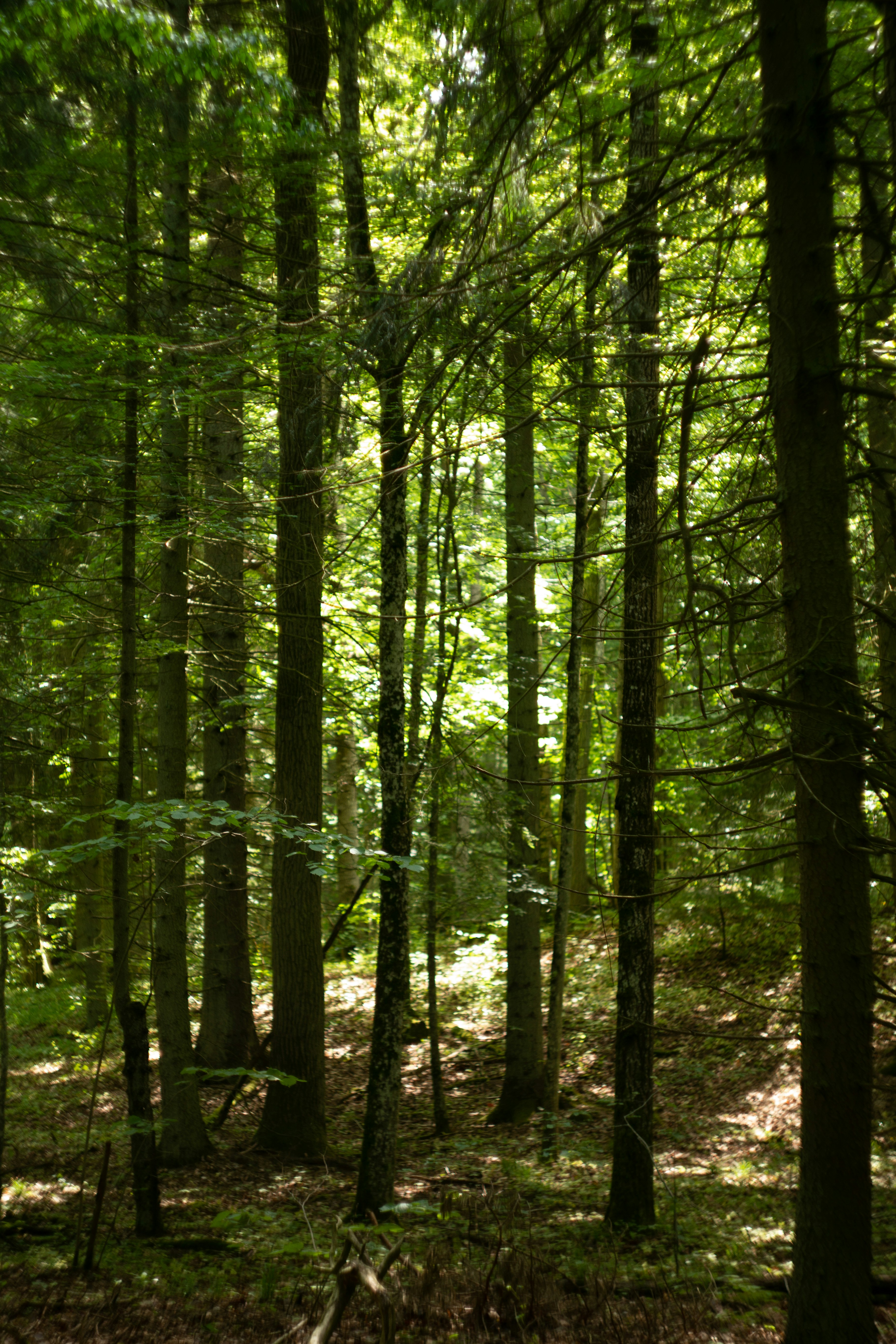 Forest Lanterns: Sunlit Trunks Piercing Through Quiet Understory