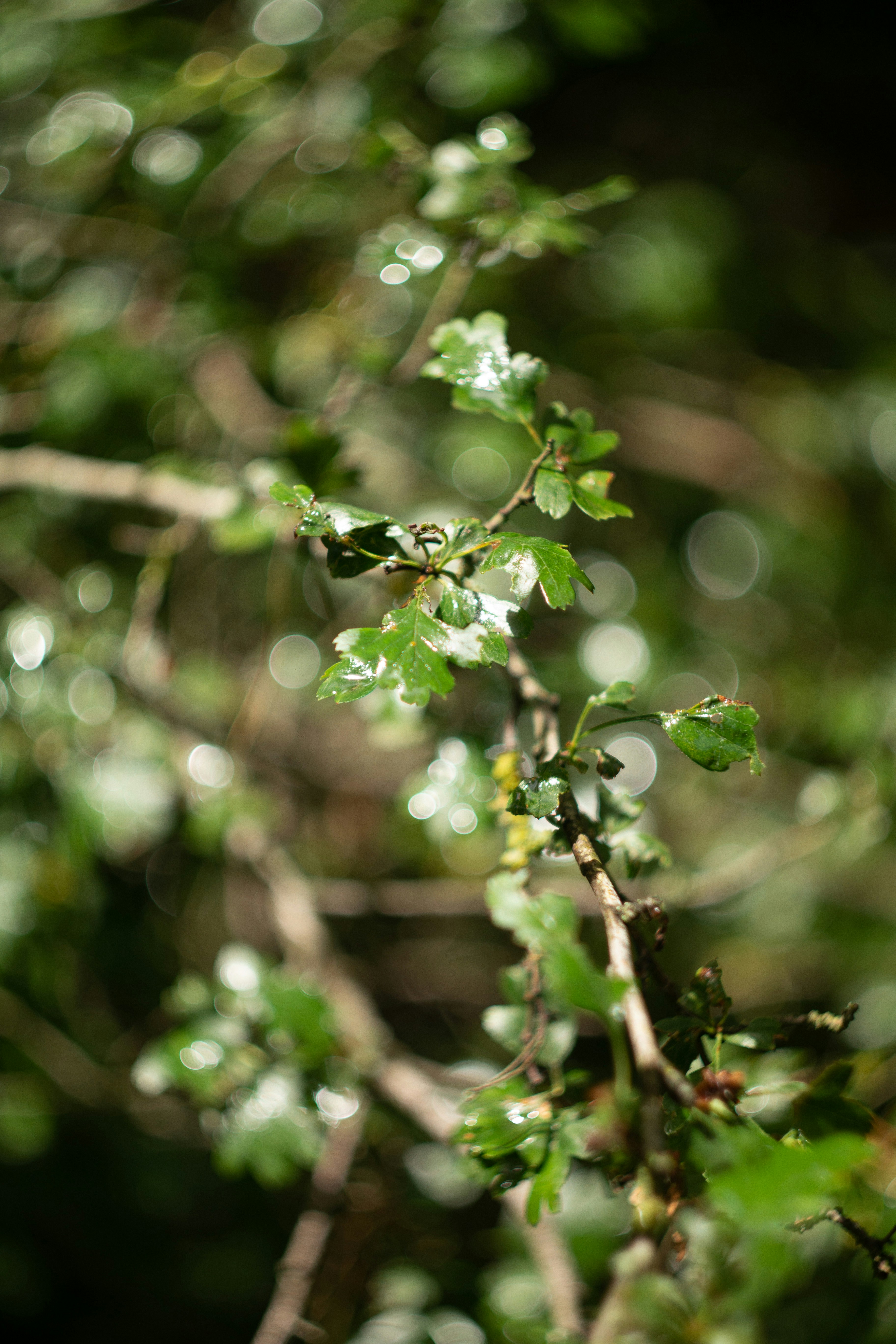 Branch Mosaic: Green Leaves in Soft Focus Dream