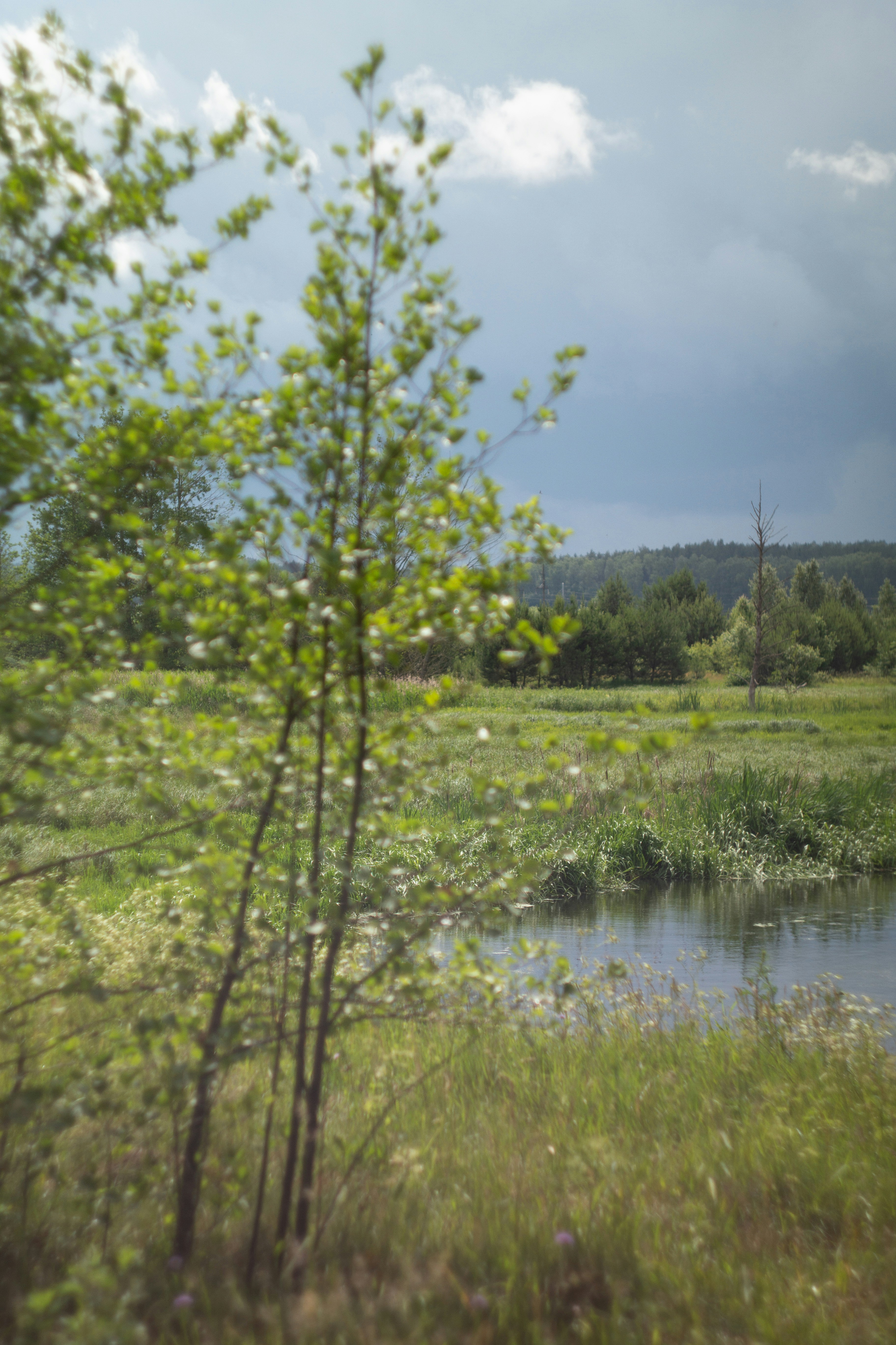 Quiet River Bend with Spring Greens
