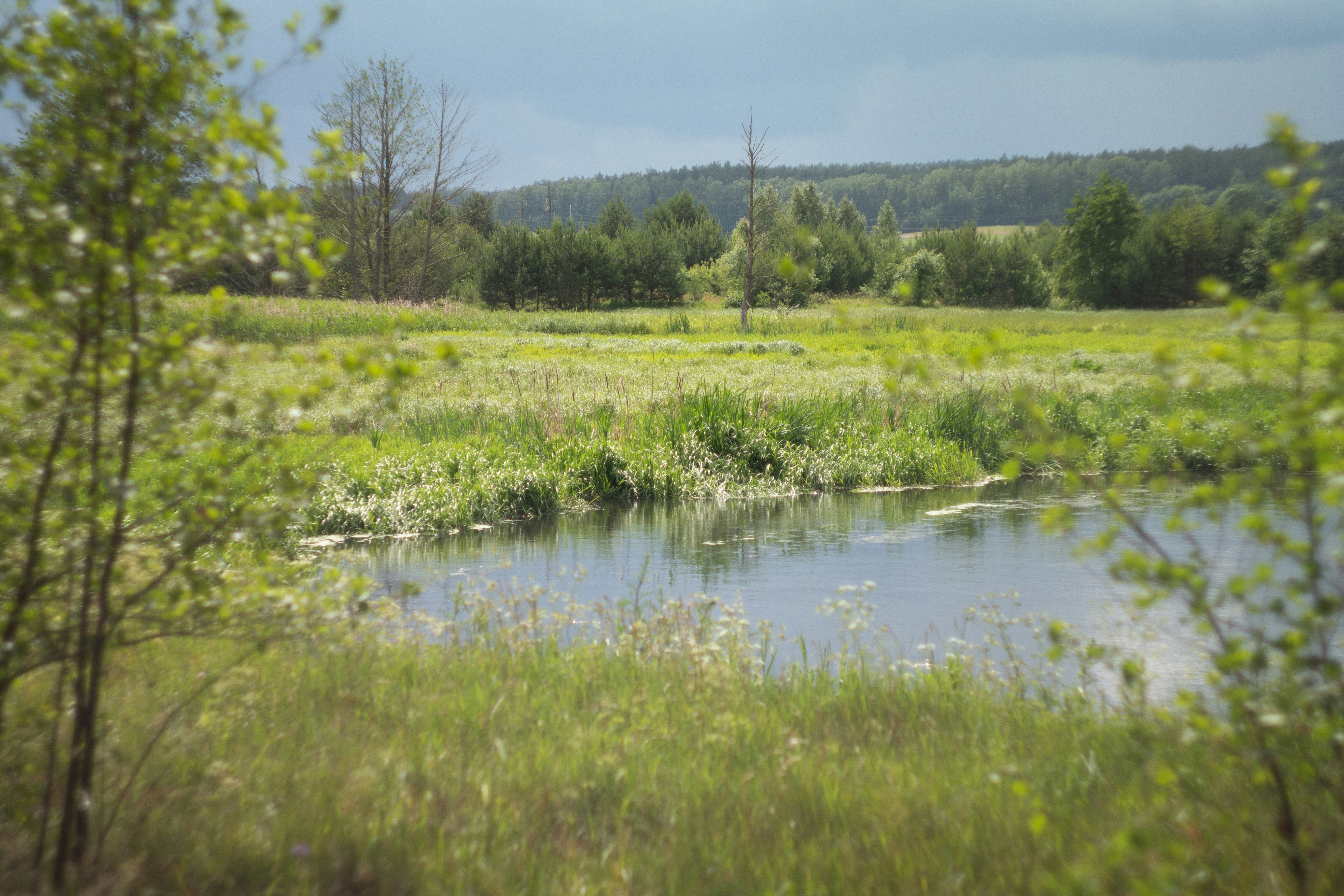 Quiet Bend: A Sunlit Meadow by the Water