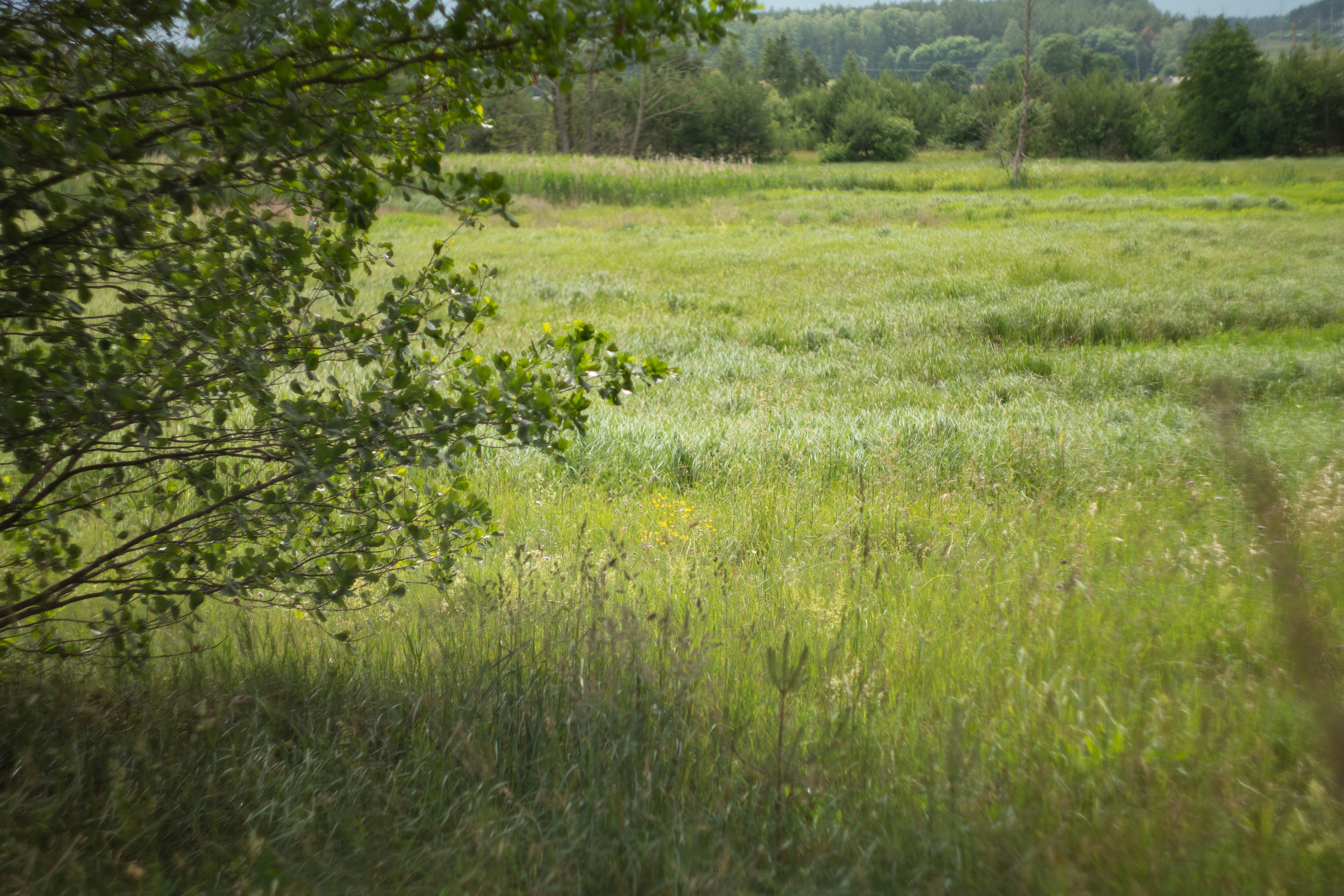 Sunlit meadow edge framed by overhanging branches