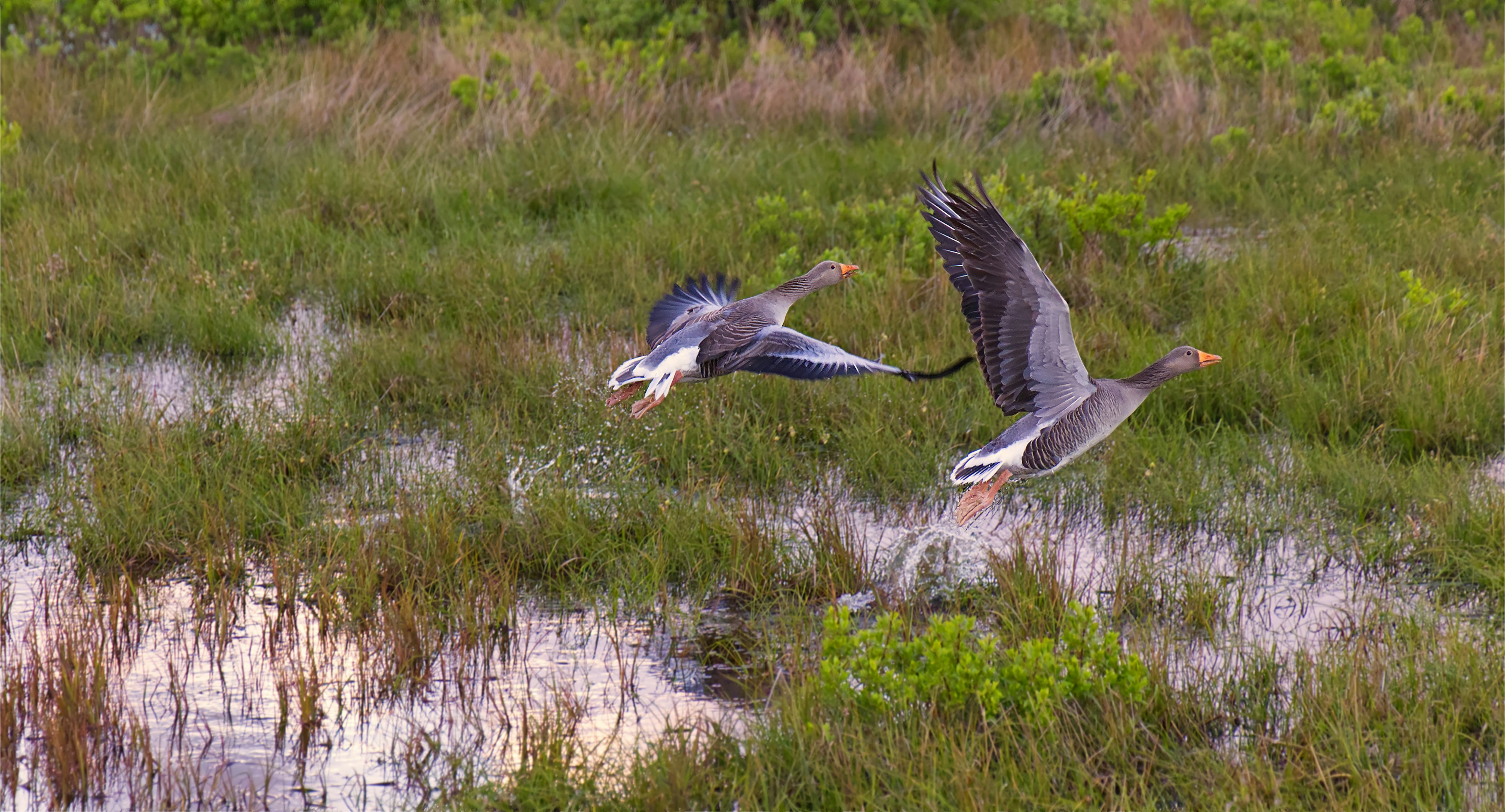 Two Grey Geese Lift Off Over Marsh Morning light