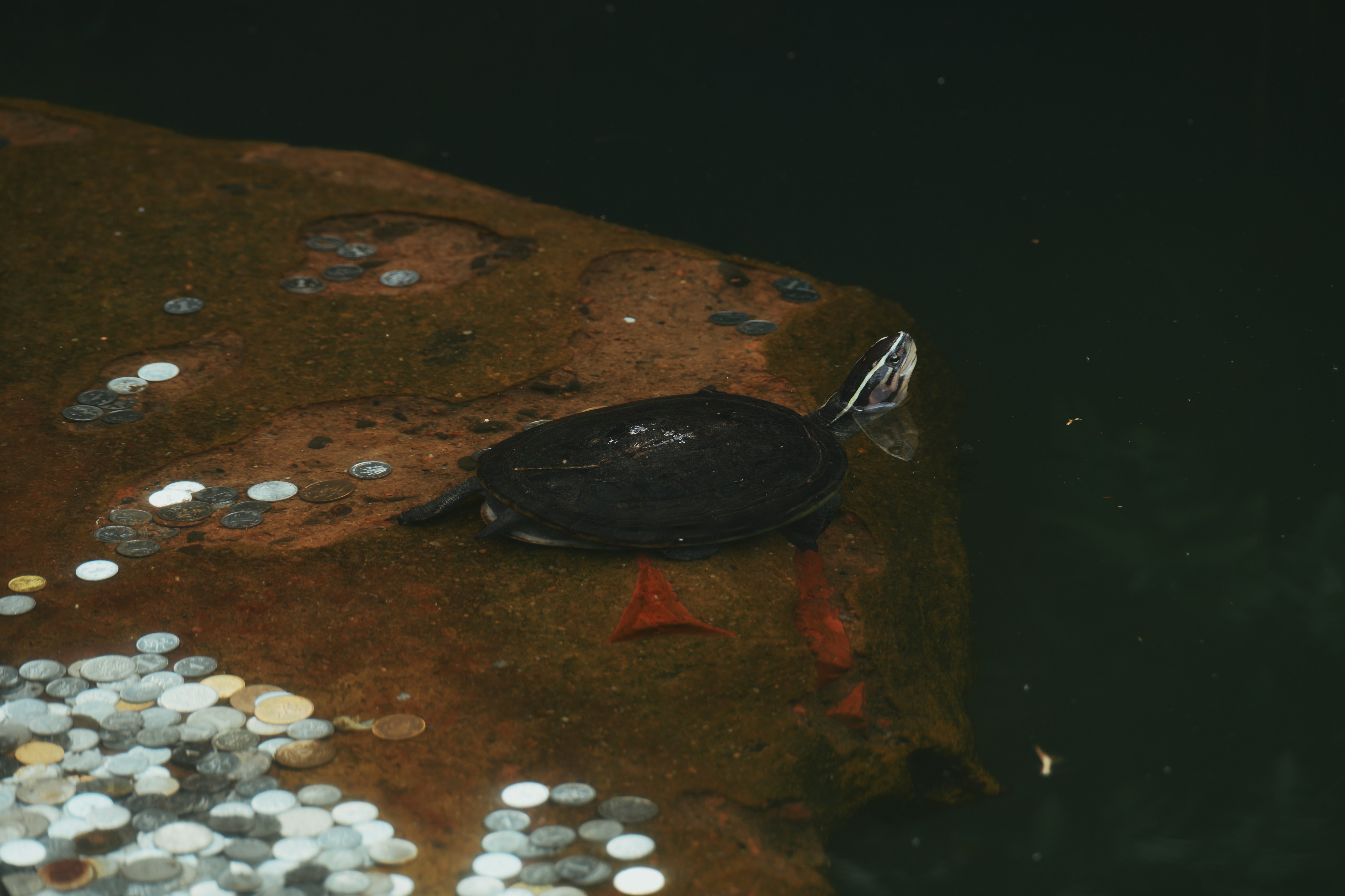 Midnight Dock: Tortoise at the Edge of the Quiet Pool