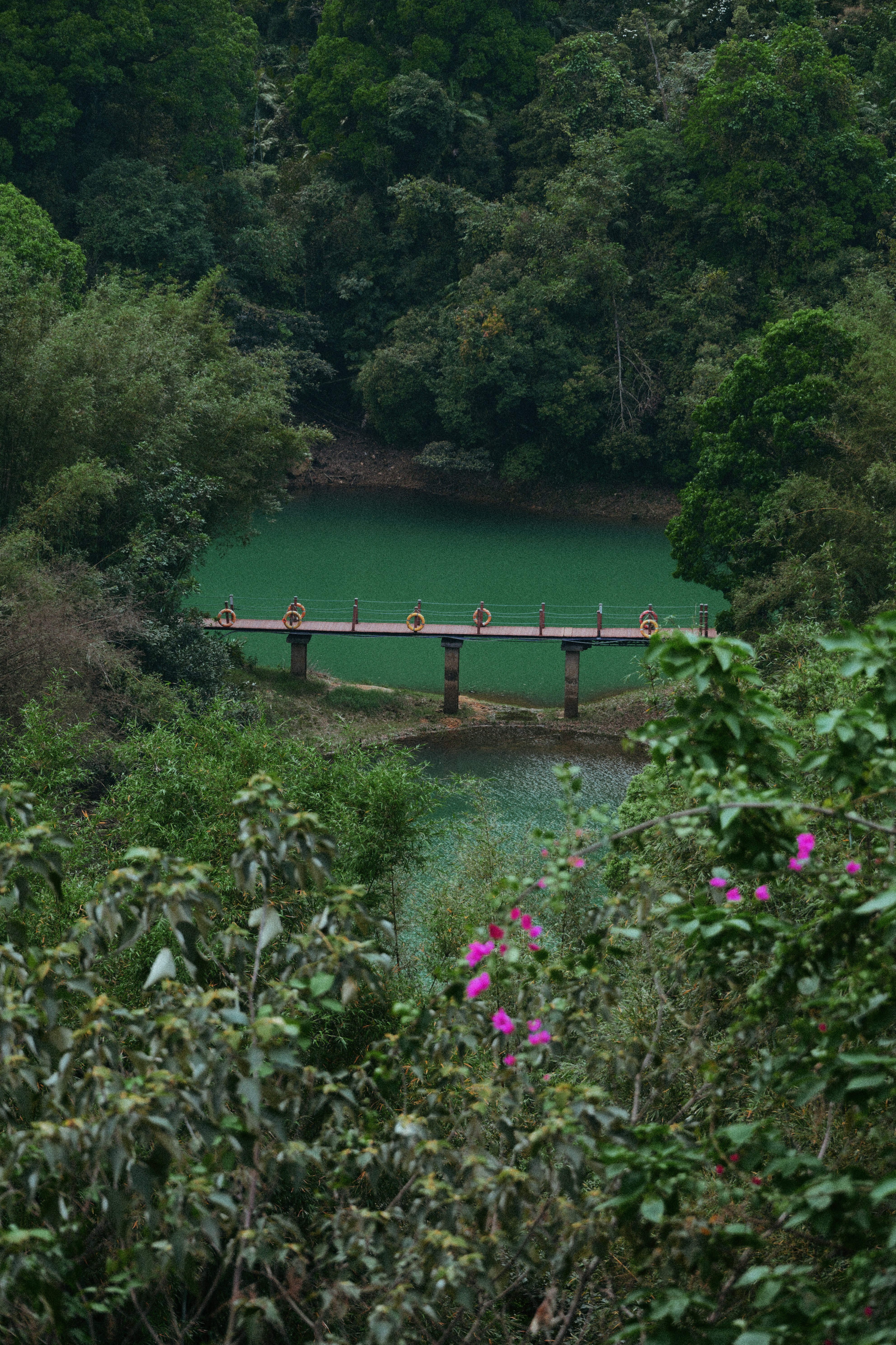 Green Cascade: A Quiet Bridge Over Turquoise Water