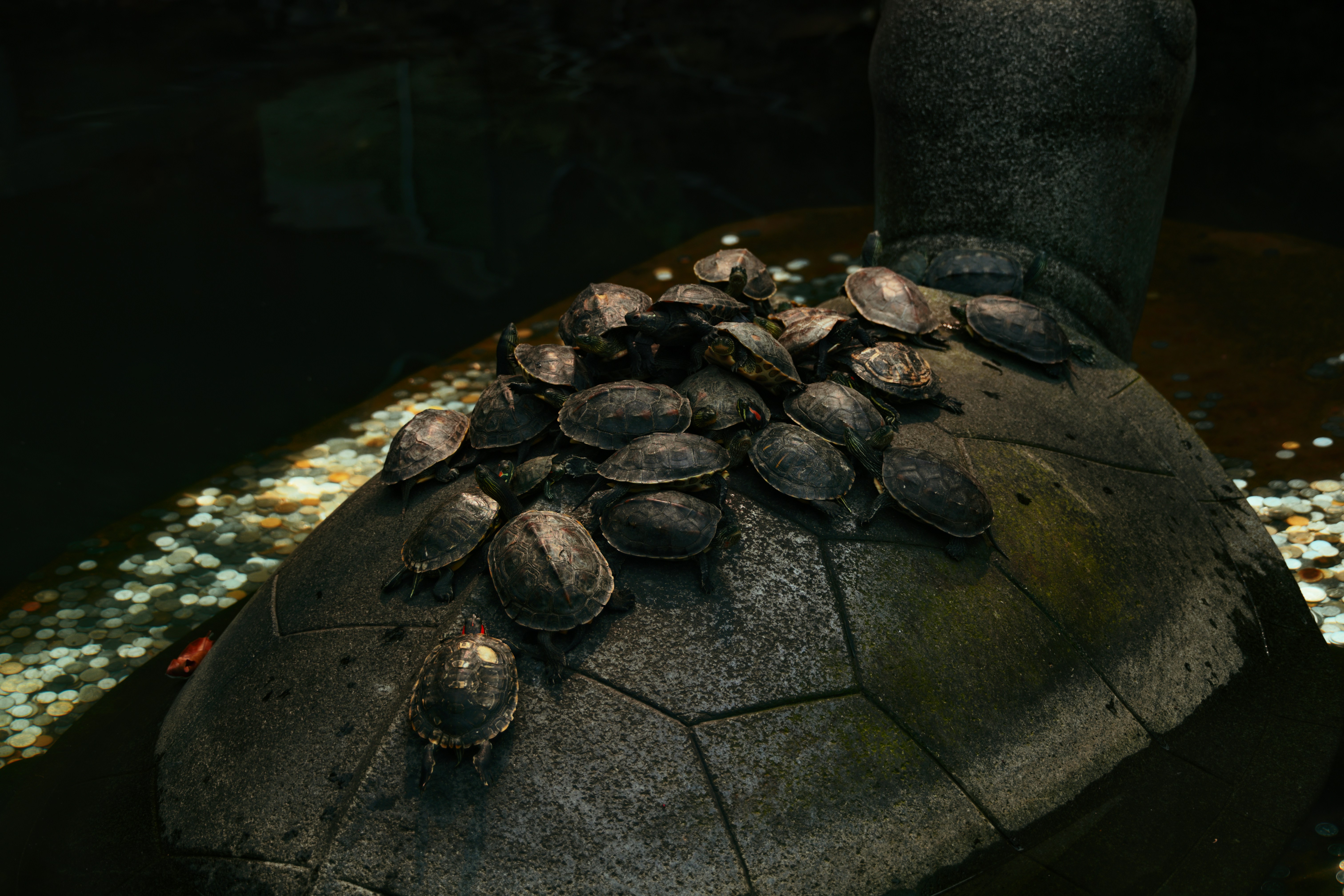 Turtles Gather on a Weathered Pedestal