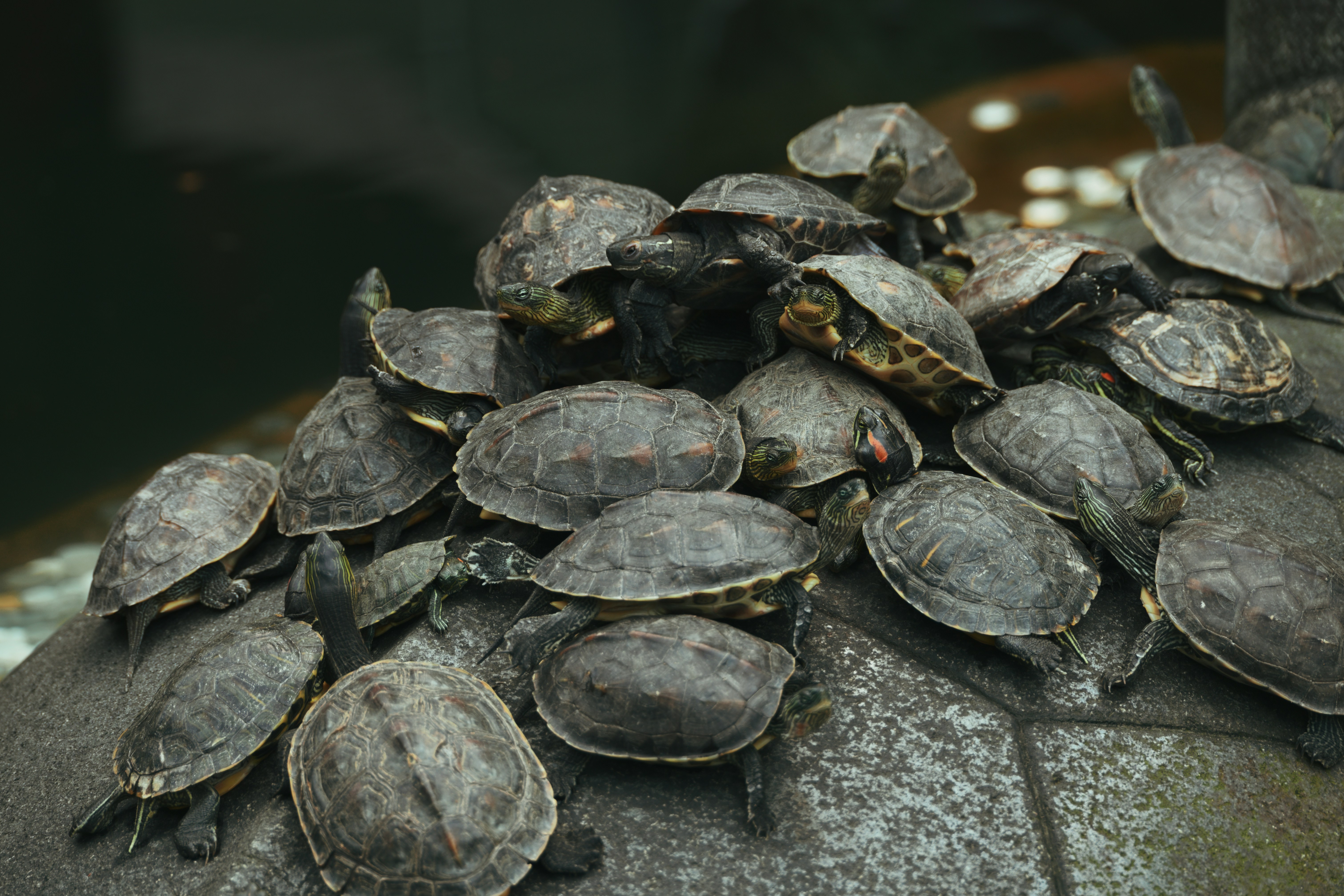 Turtle Caravan Over a Shaded Surface