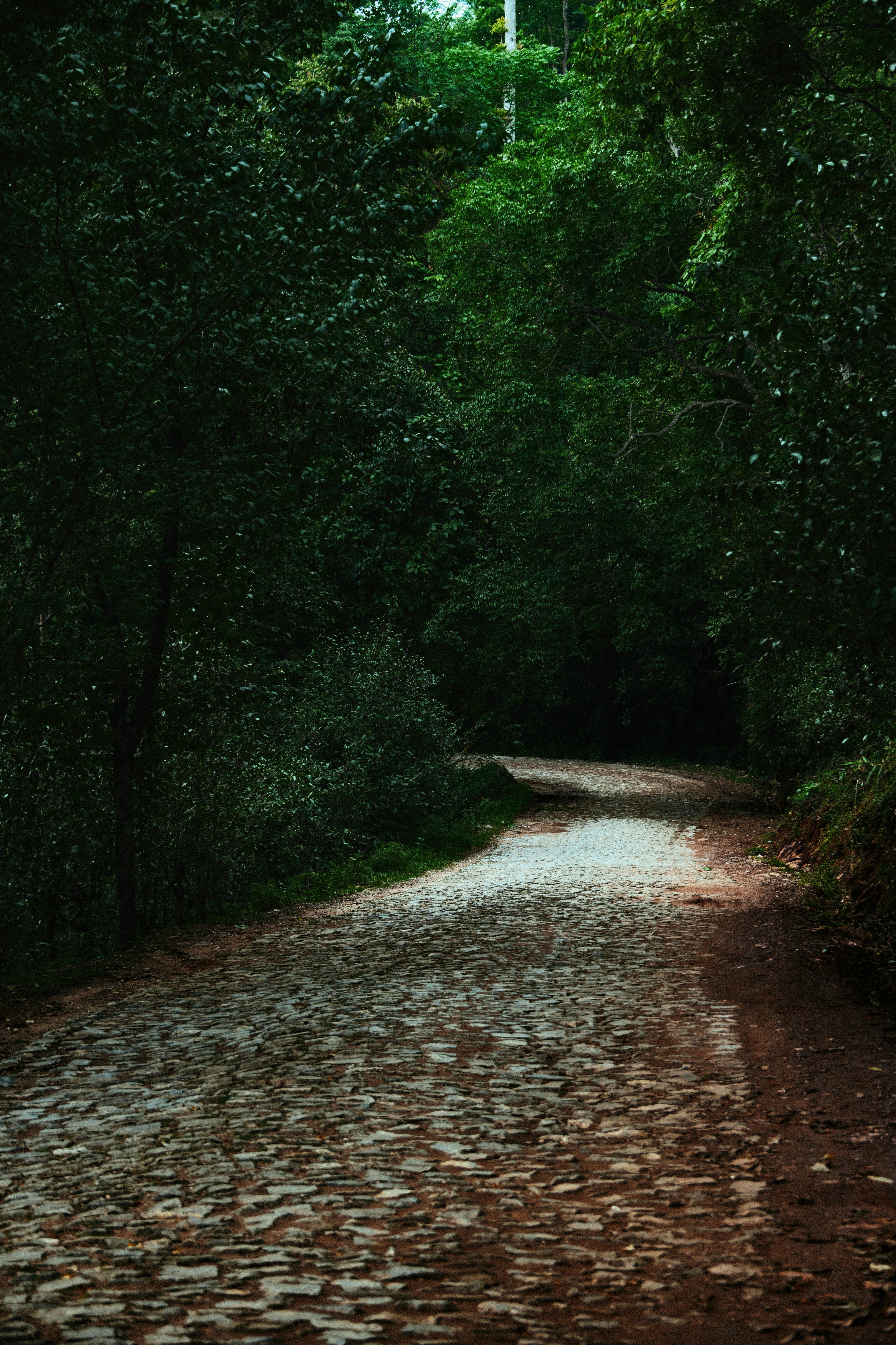 Morning Light on a Winding Cobblestone Path