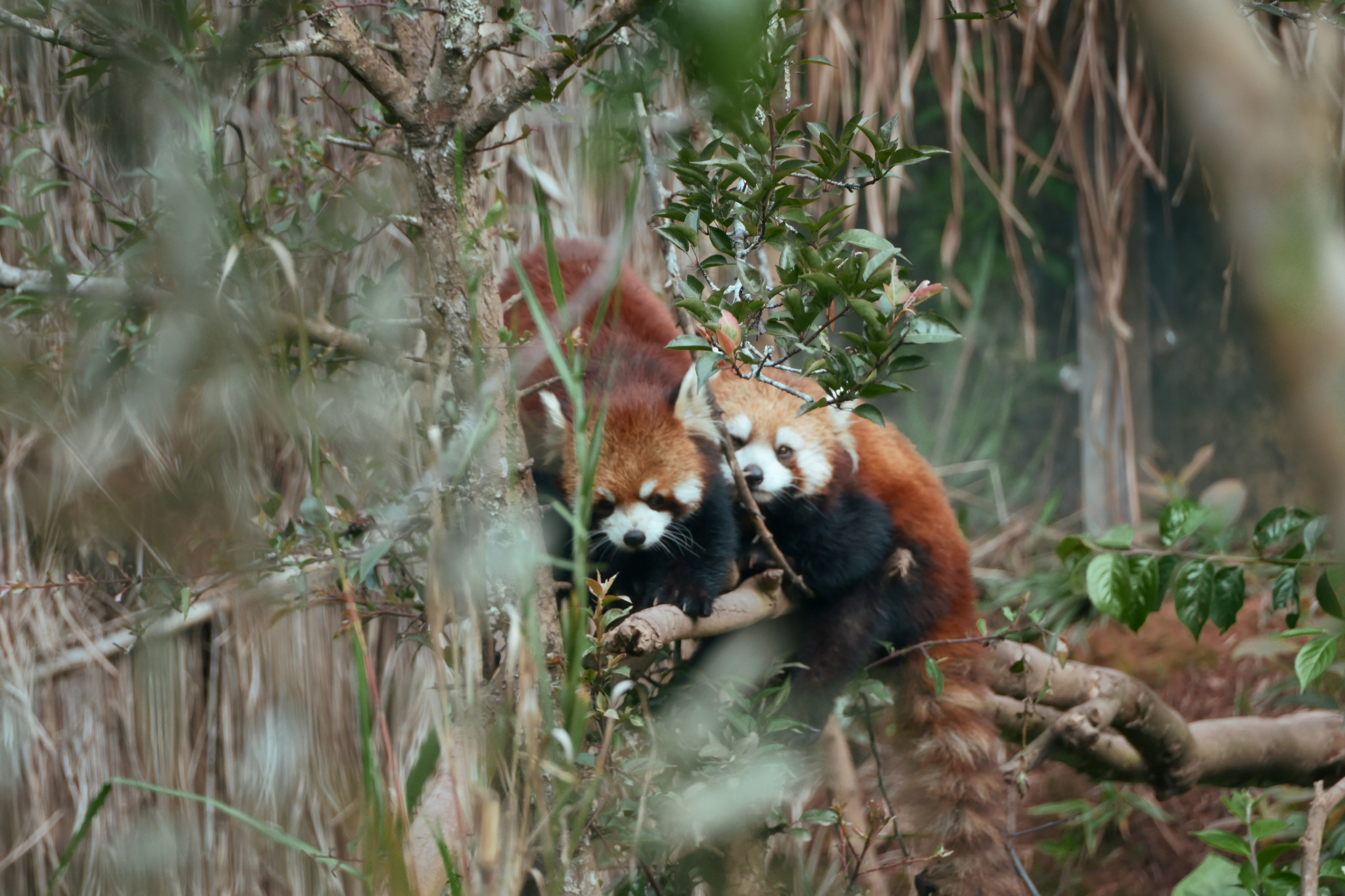 Two red pandas nestled in a leafy branch lull