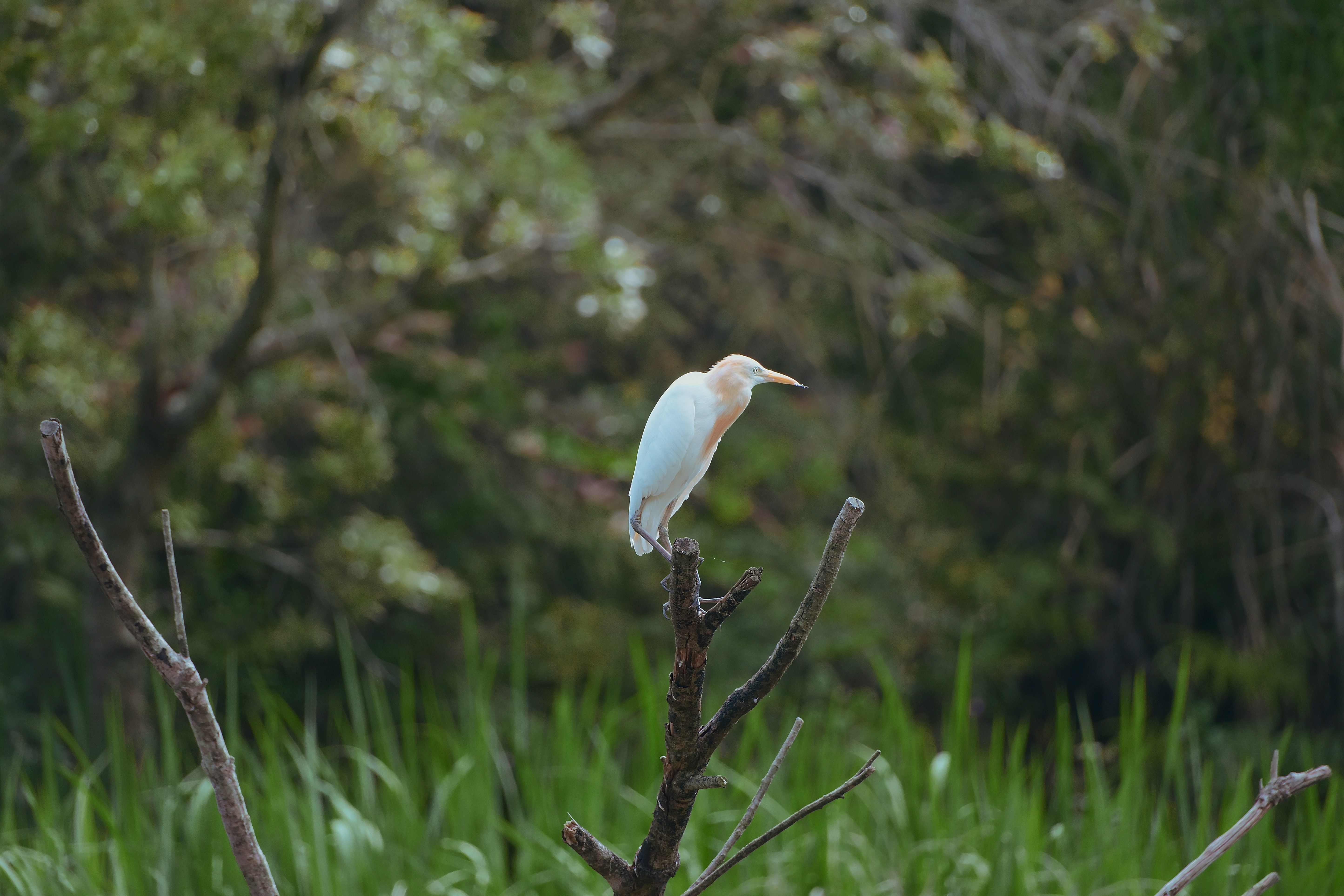A lone kingfisher perched on a bare branch above a marsh
