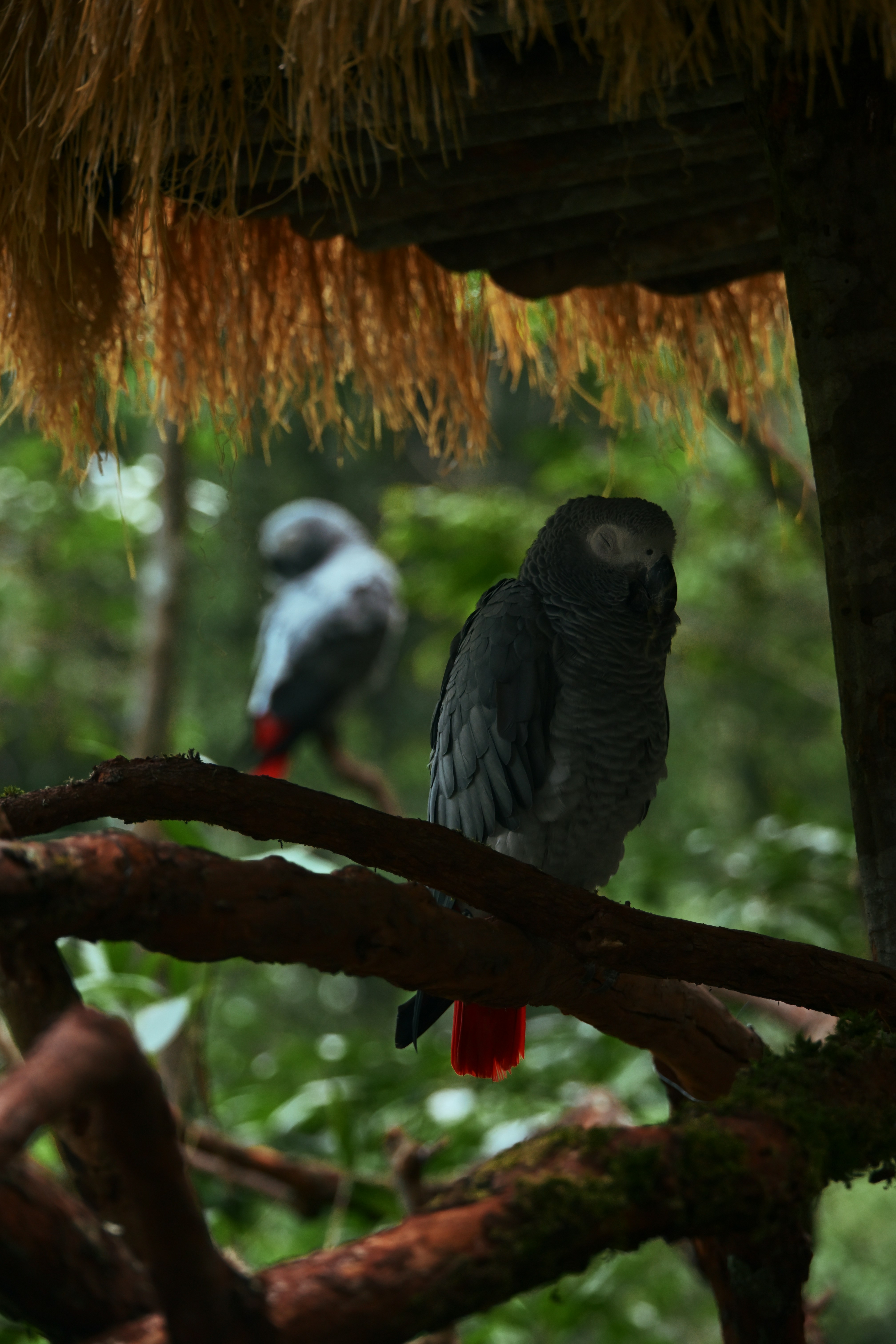 Red-tailed Parrot on a Mossy Branch under a Thatched Shelter