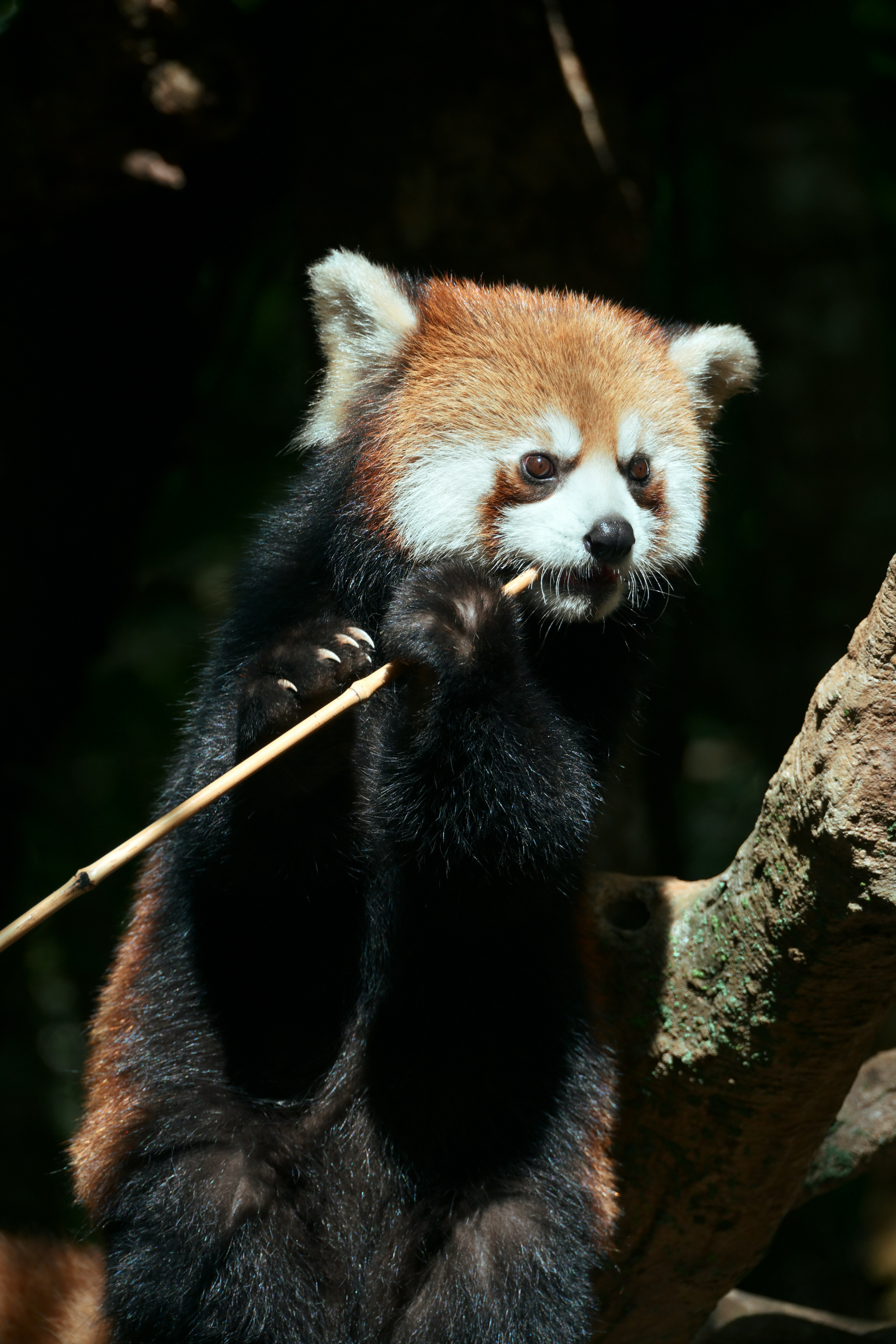 Red Panda at Eye Level: A Quiet Moment with Bamboo