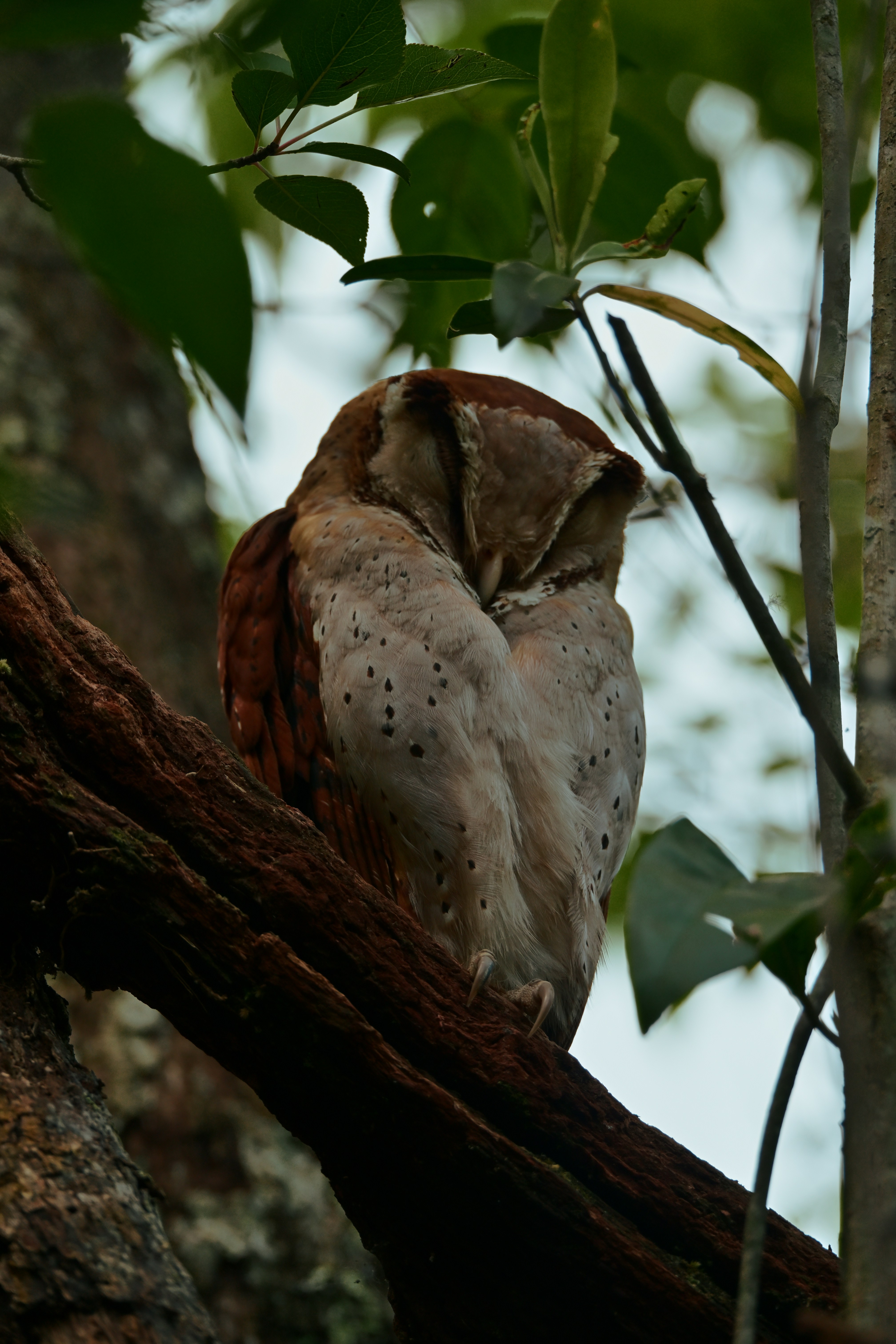 Midday Rest on a Mossy Branch: Owl at Quiet Vigil