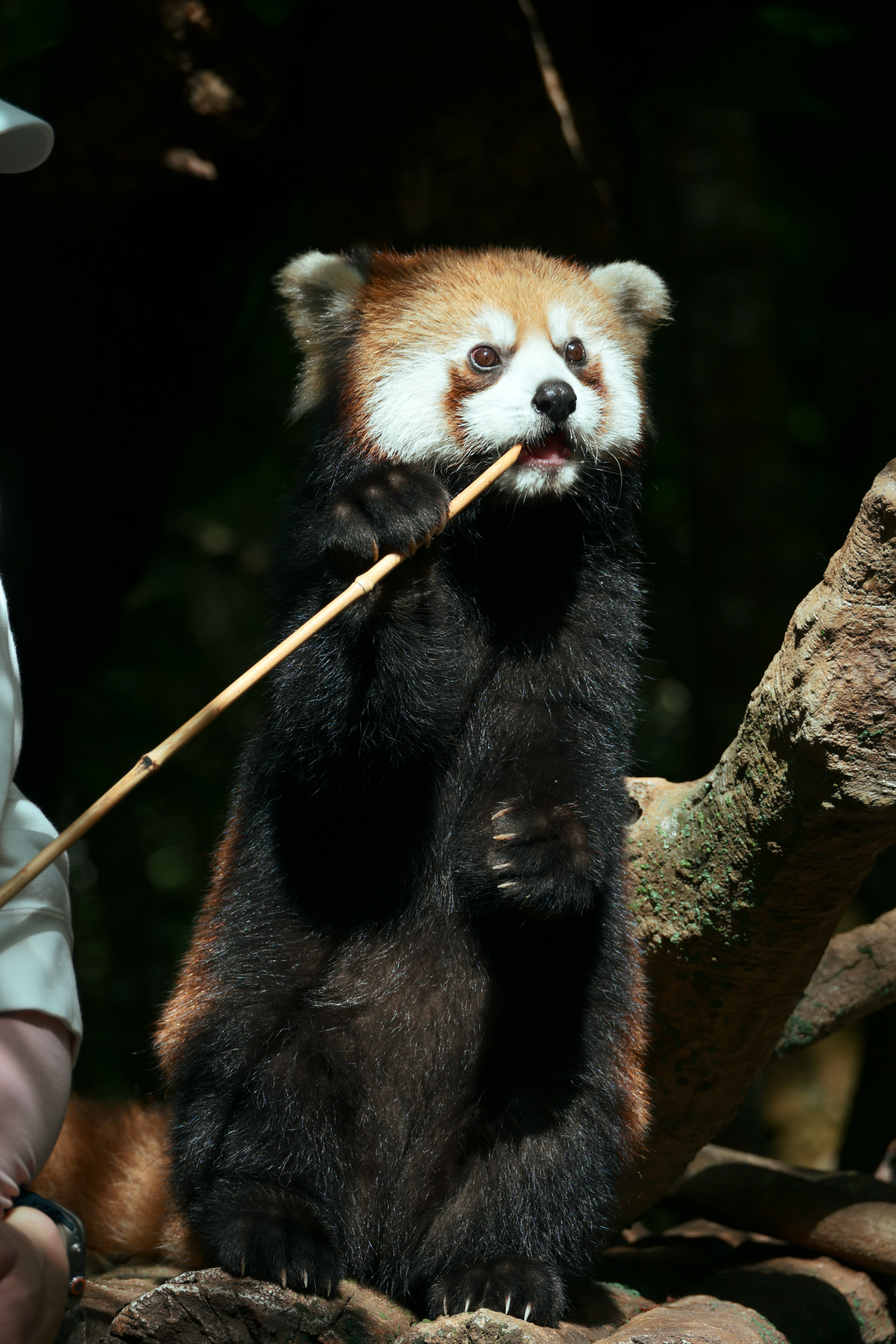 Red Panda in Focus: Snack-time Portrait amid Dappled Shade