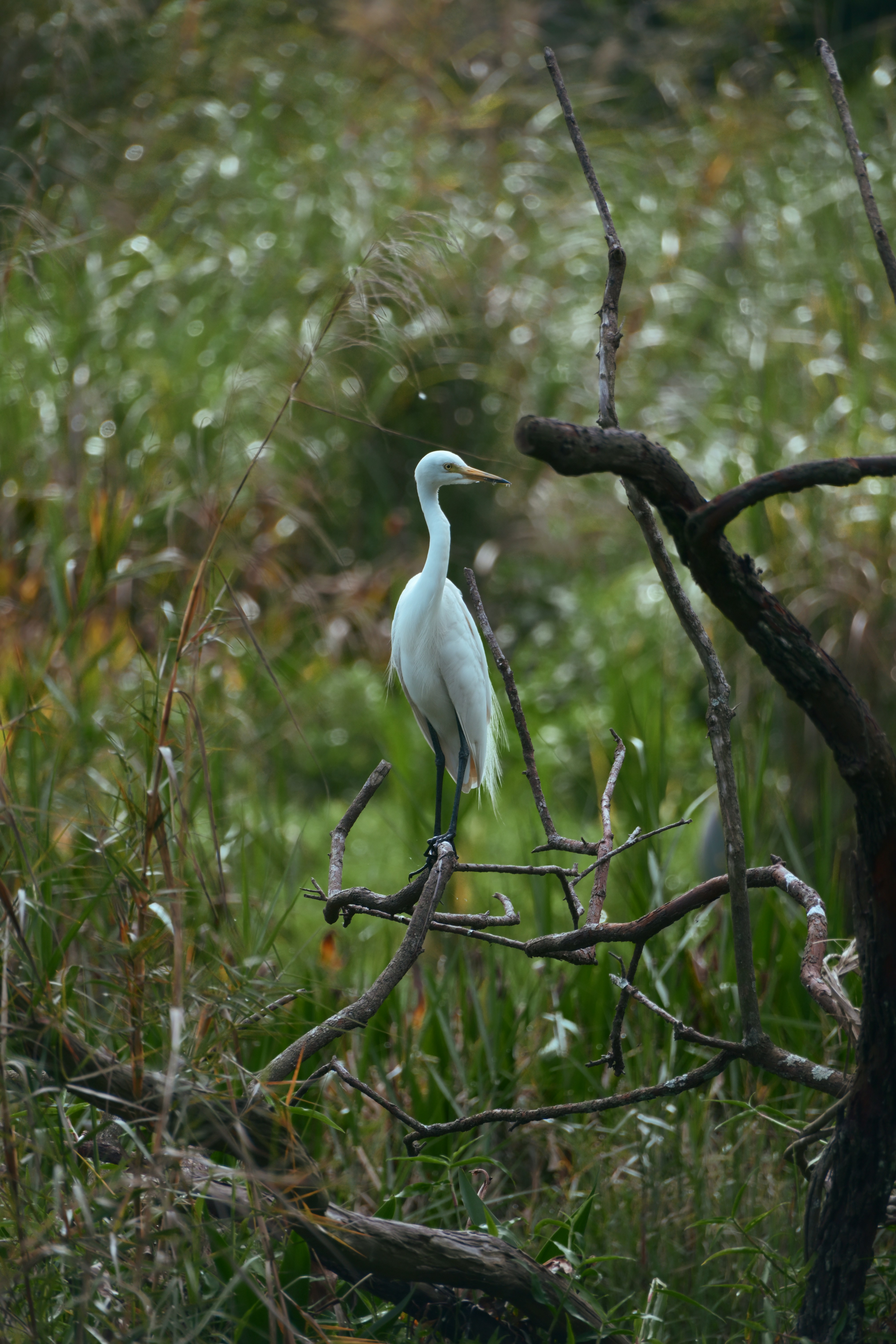 Silent Grey Heron on a Tangle of Branches in a Wetland Edge