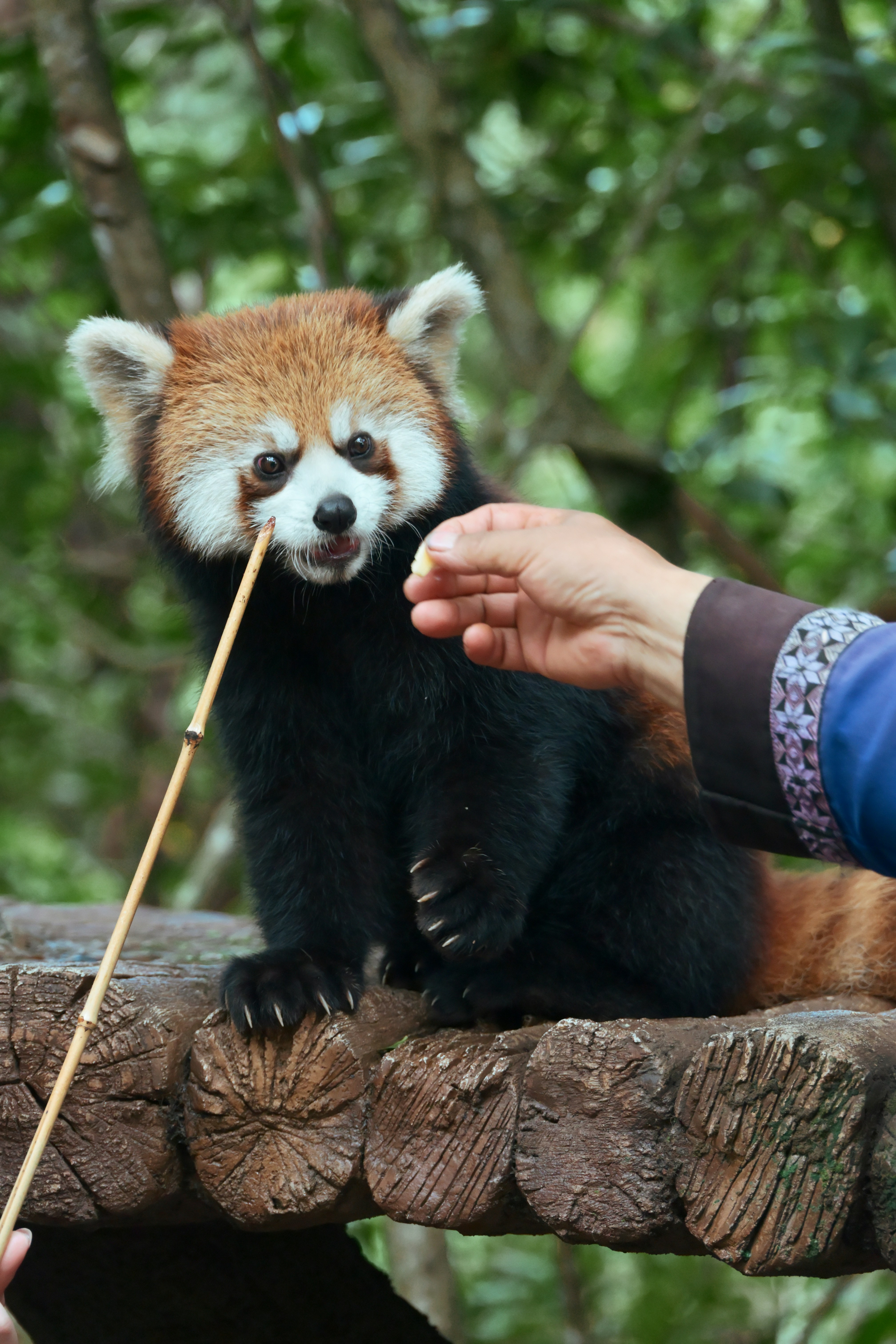 Red Panda on a Wooden Rail Reached by a Gentlehand