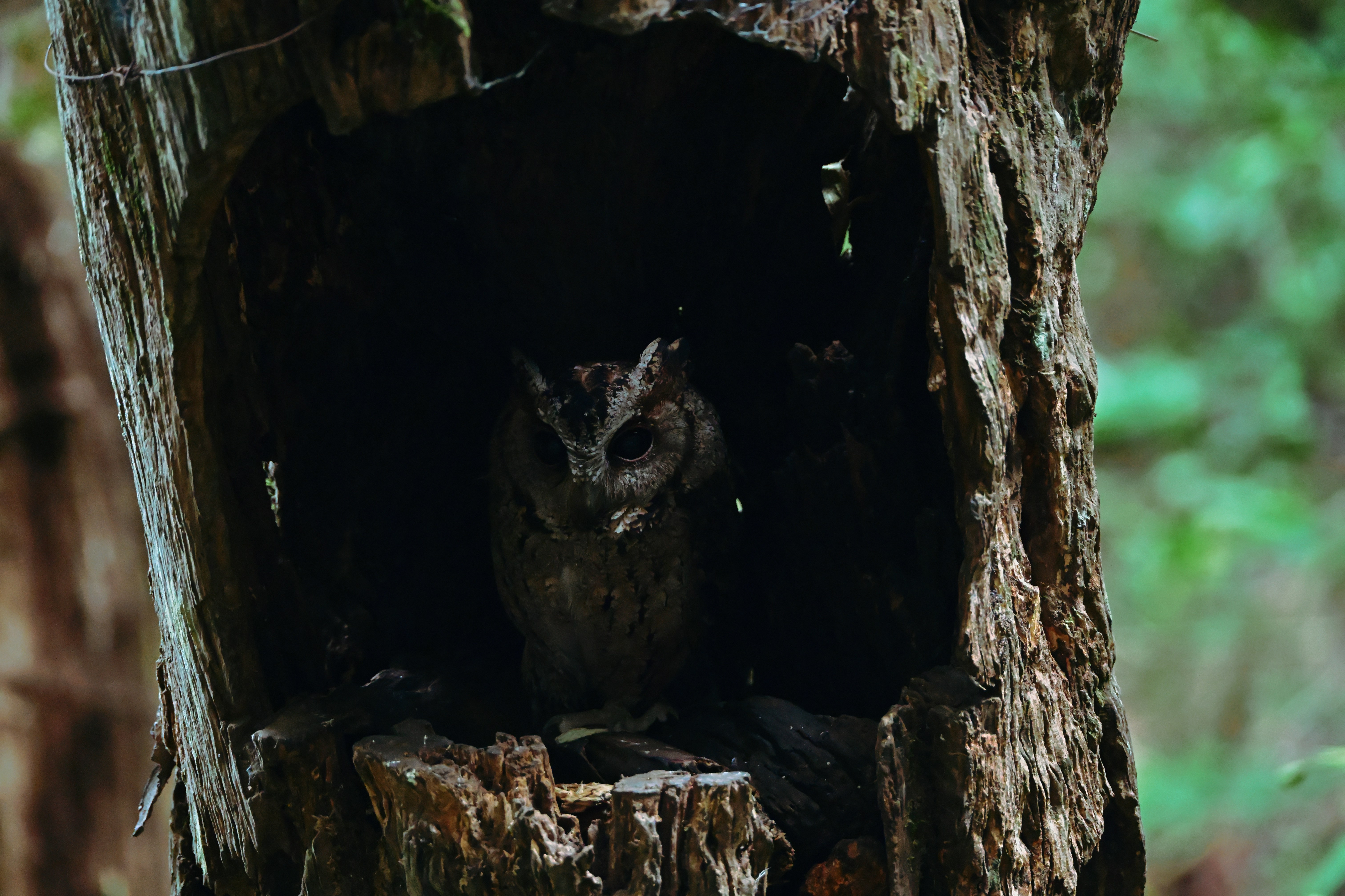 Hidden Owl Sentinel in a Frayed Hollow