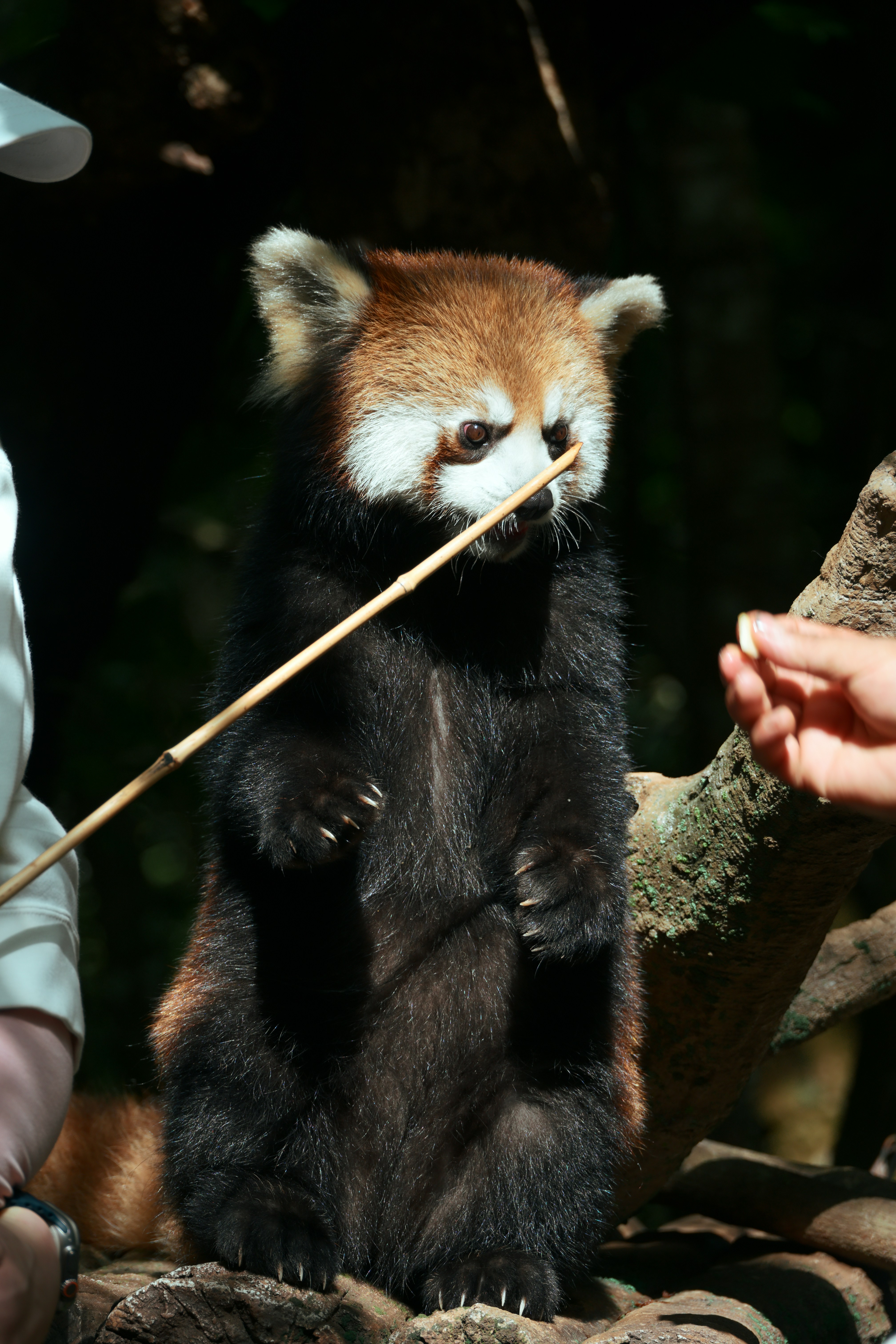 Red Panda Apprentice: Focused Stare with a Bamboo Wand