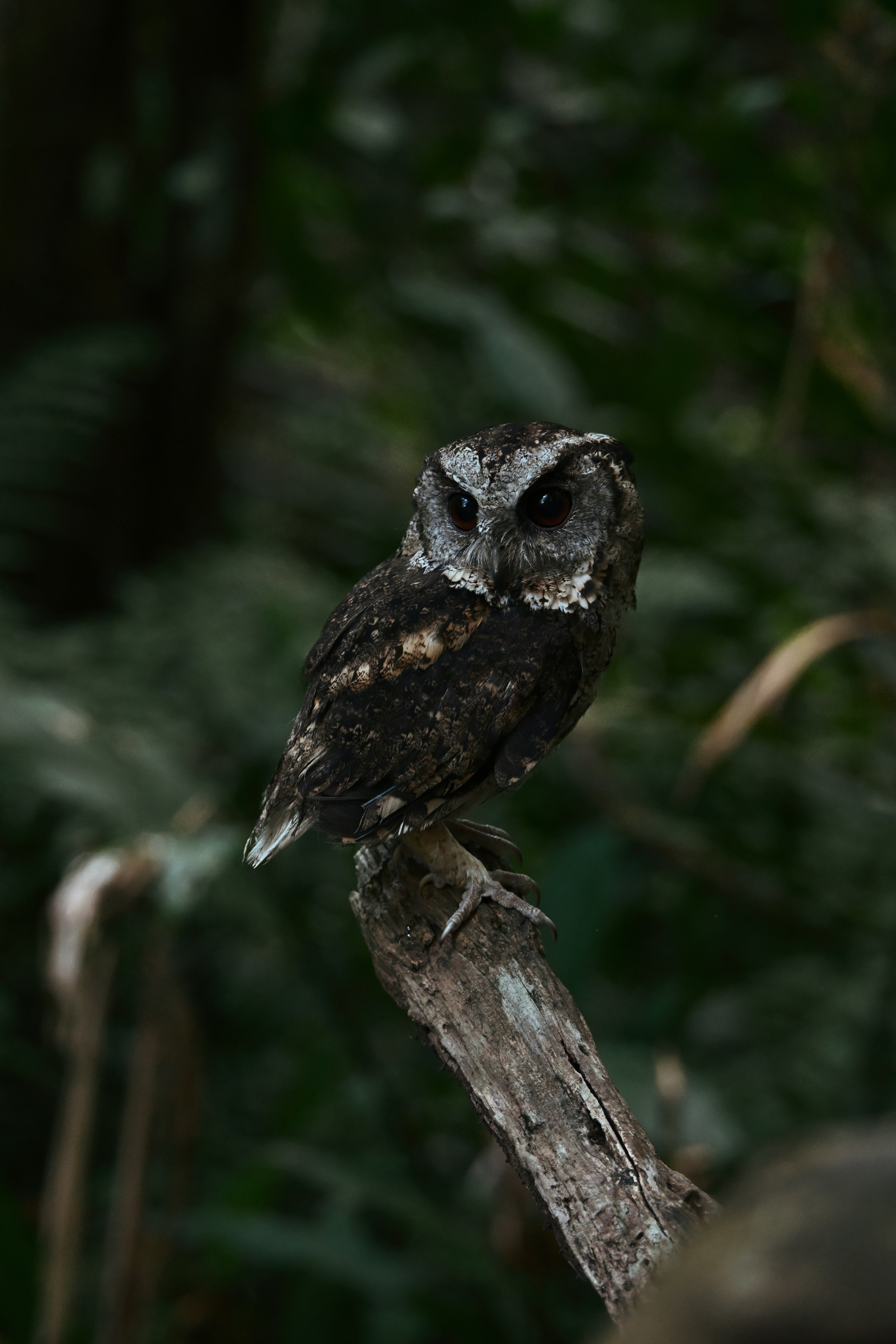 Silent Watcher: A Night Owl Perched on Weathered Branch