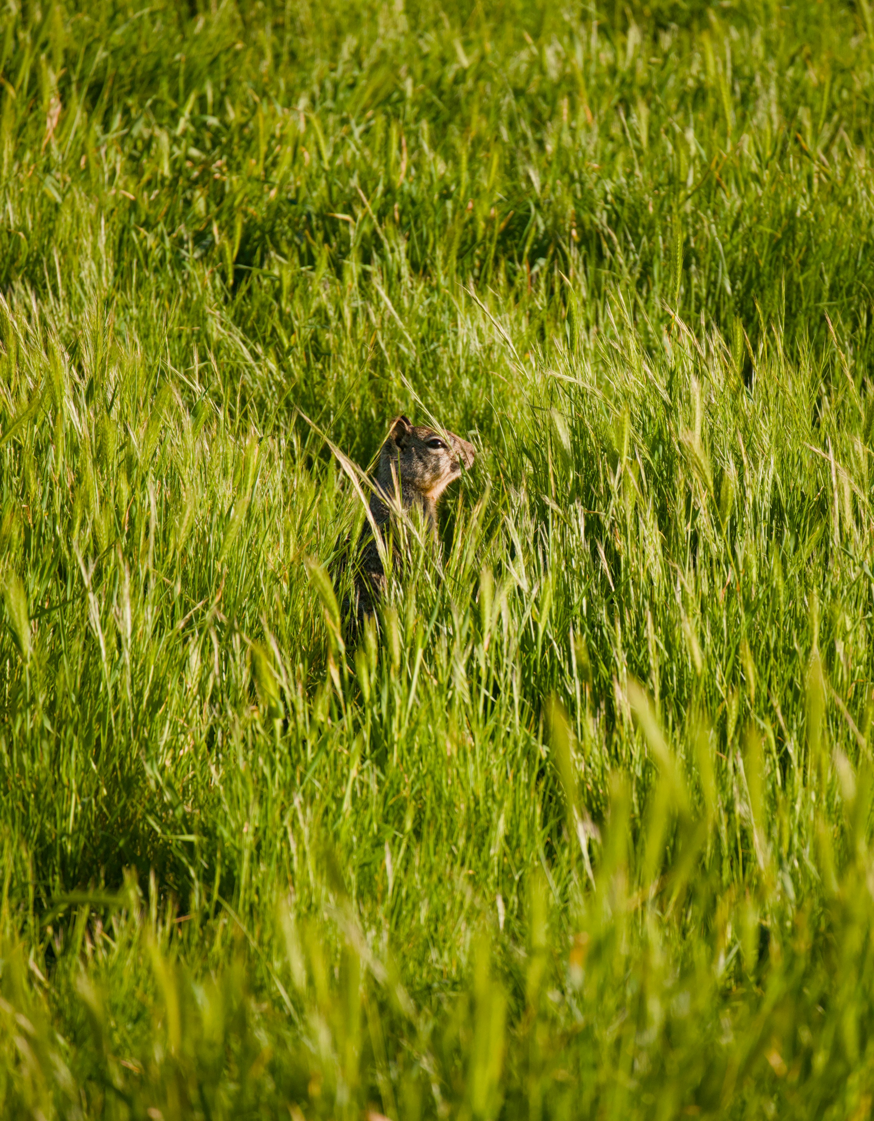 Hidden Stalker in the Sea of Green