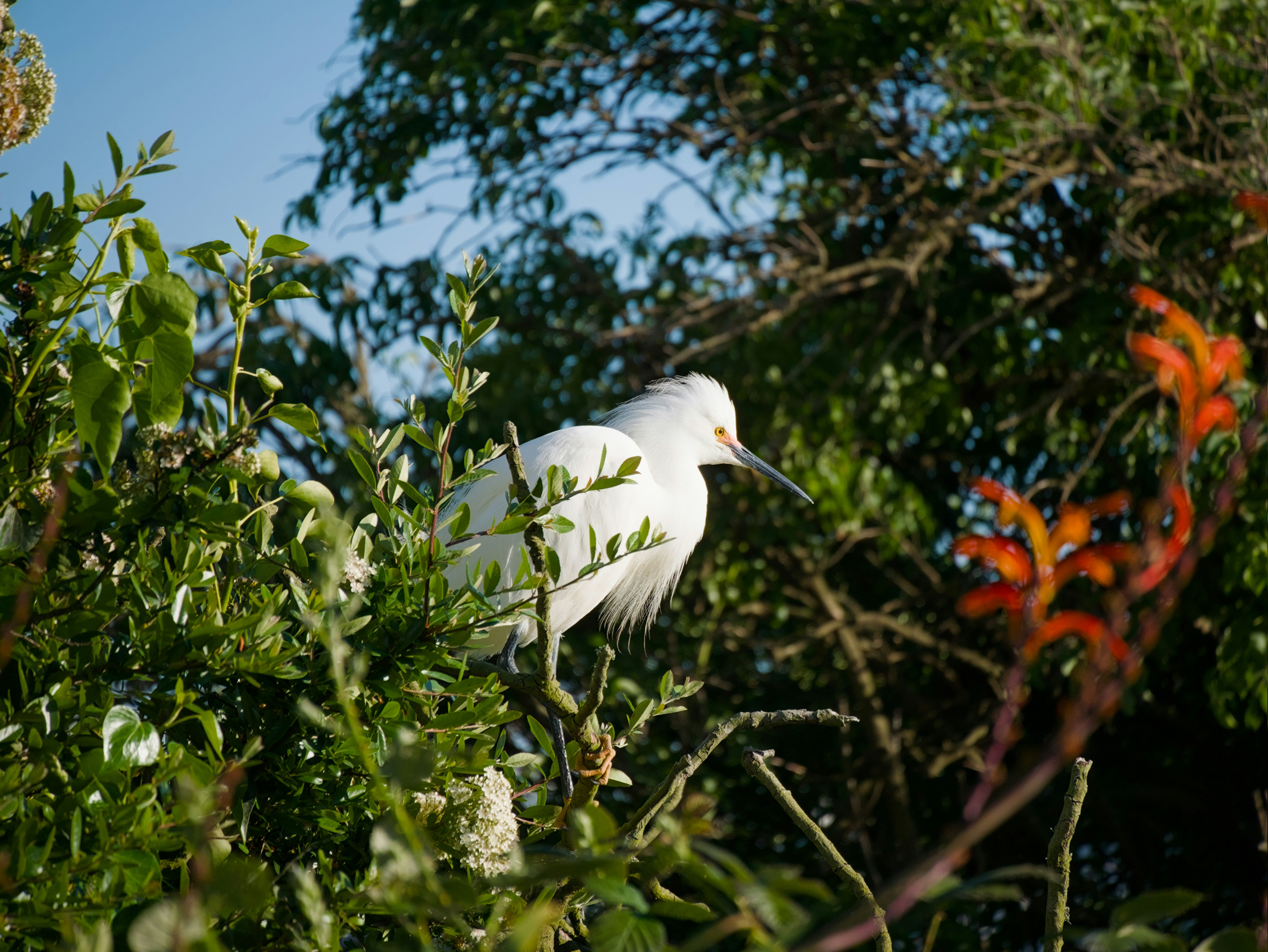 White egret perched among green foliage under a sunlit sky